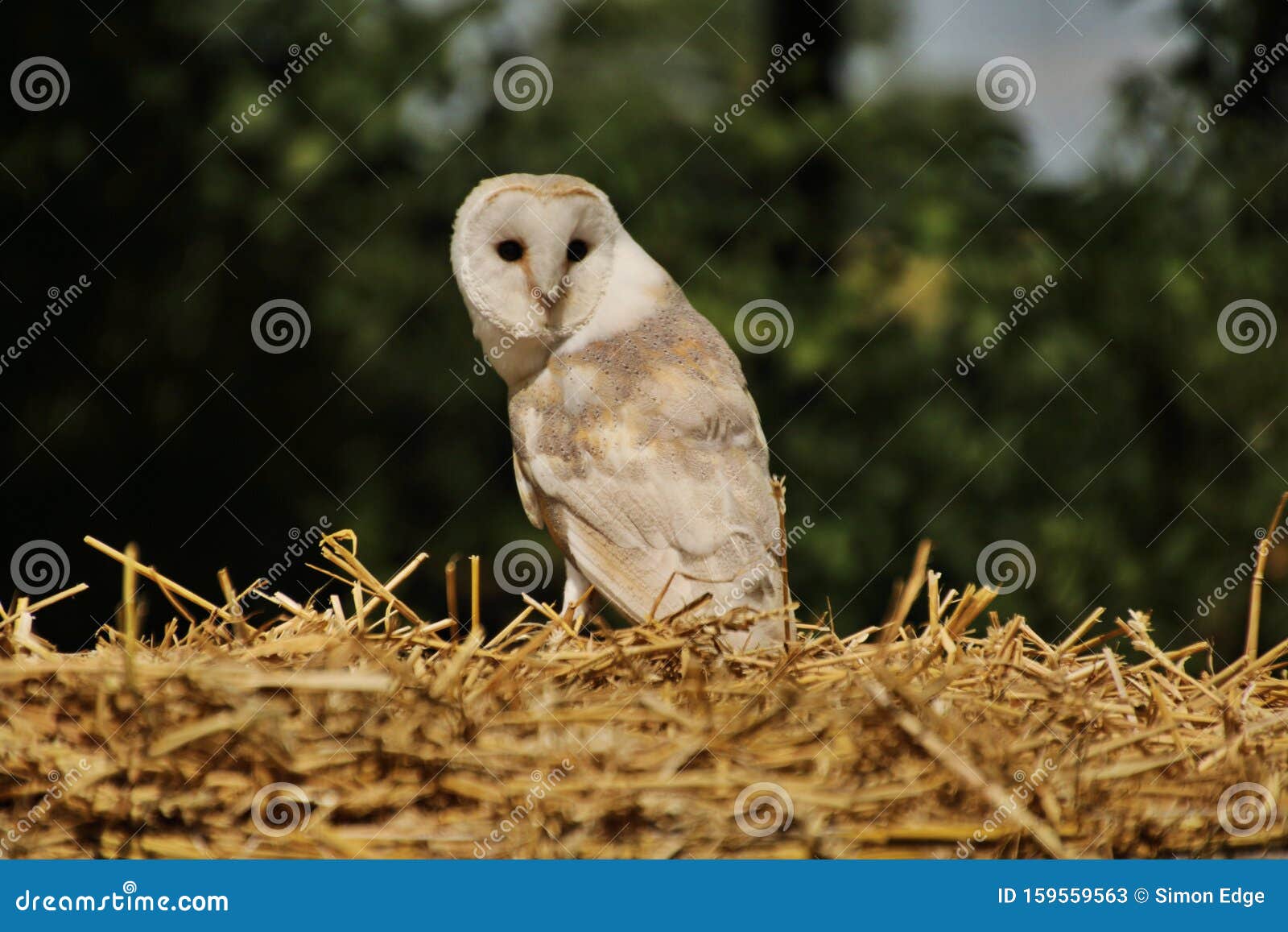 A View of a Barn Owl on a Post Stock Image - Image of hawk, barn: 159559563