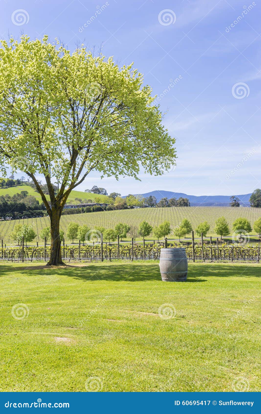 View of Barrel, Trees and Vineyard Stock Image - Image of landscape ...