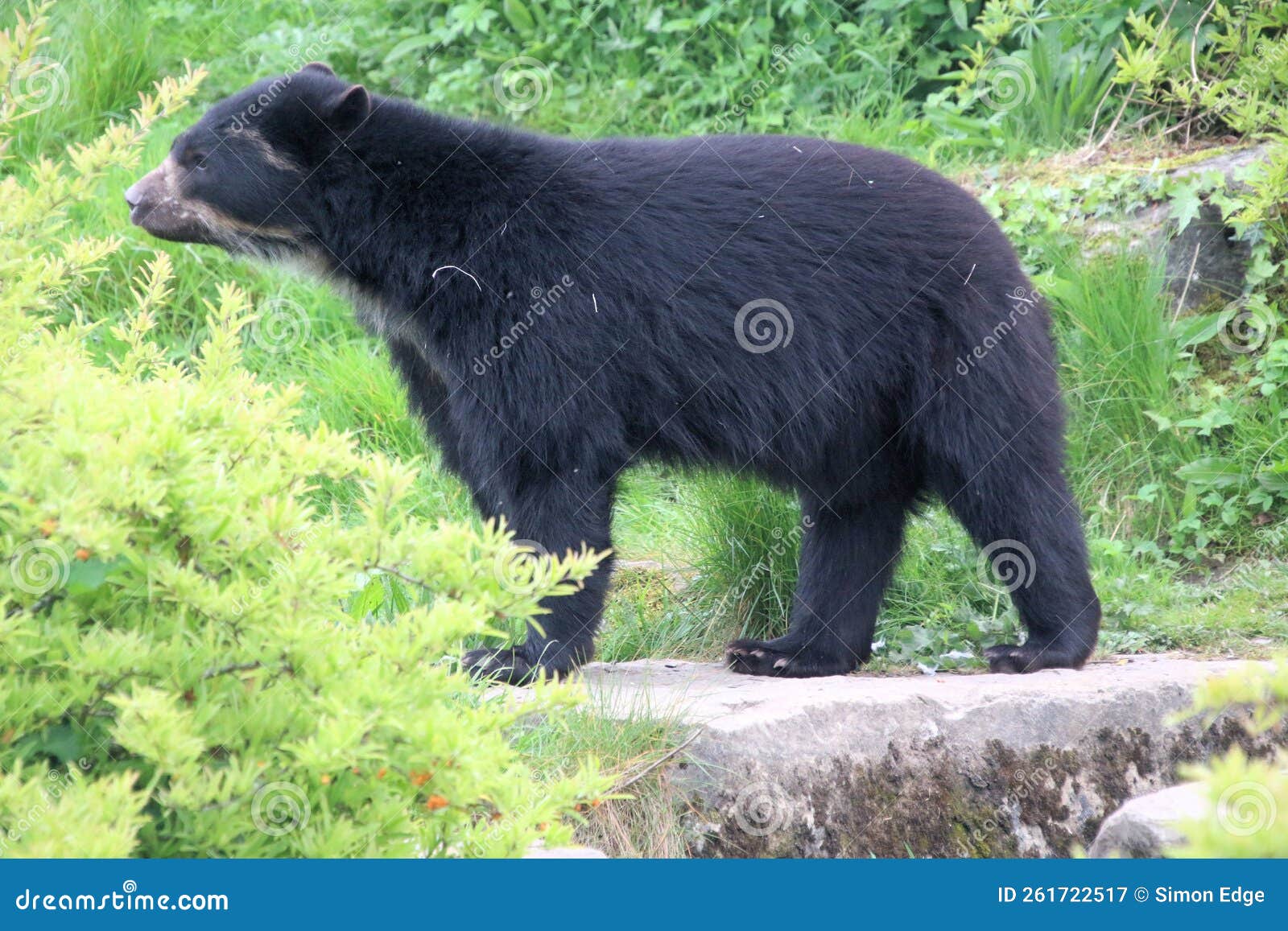 A view of a Bear stock image. Image of pine, martin - 261722517