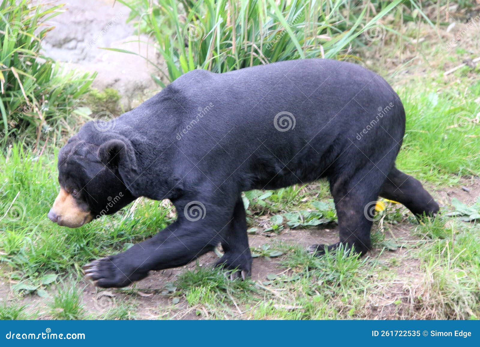 A view of a Bear stock image. Image of martin, lemu - 261722535