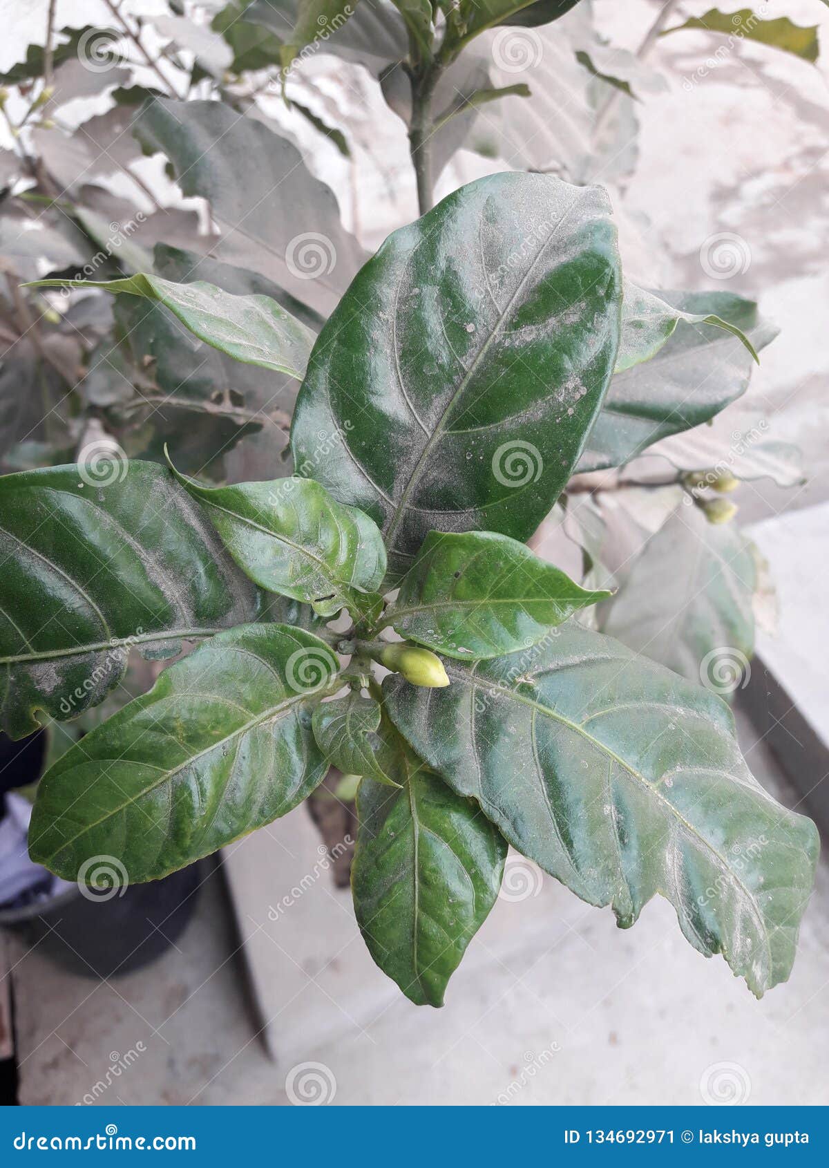 Chandni Tree Stock Photos - Free & Royalty-Free Stock Photos from ...