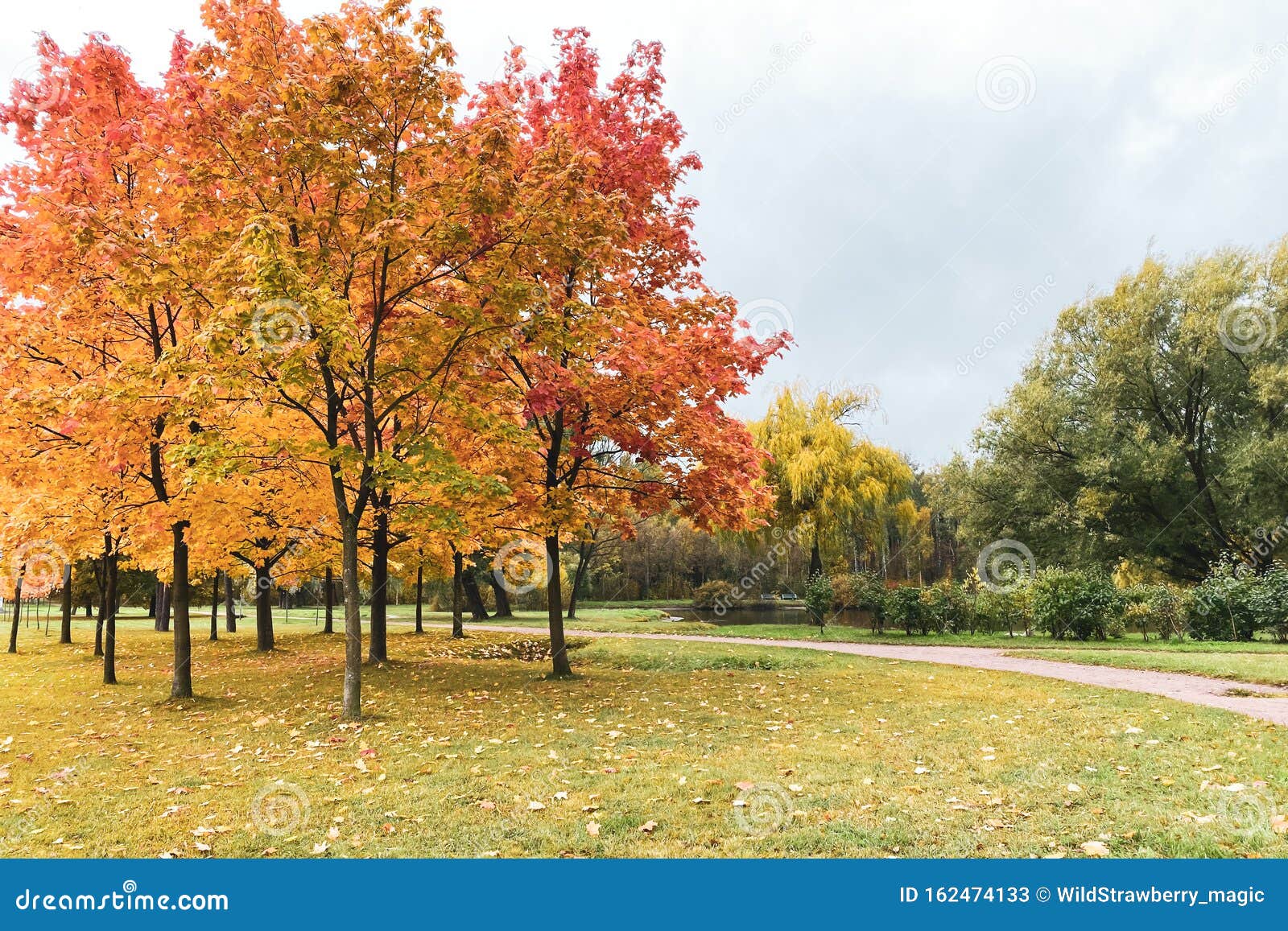 View of the Beautiful Autumn Park, Yellow Orange Maple Trees in the ...