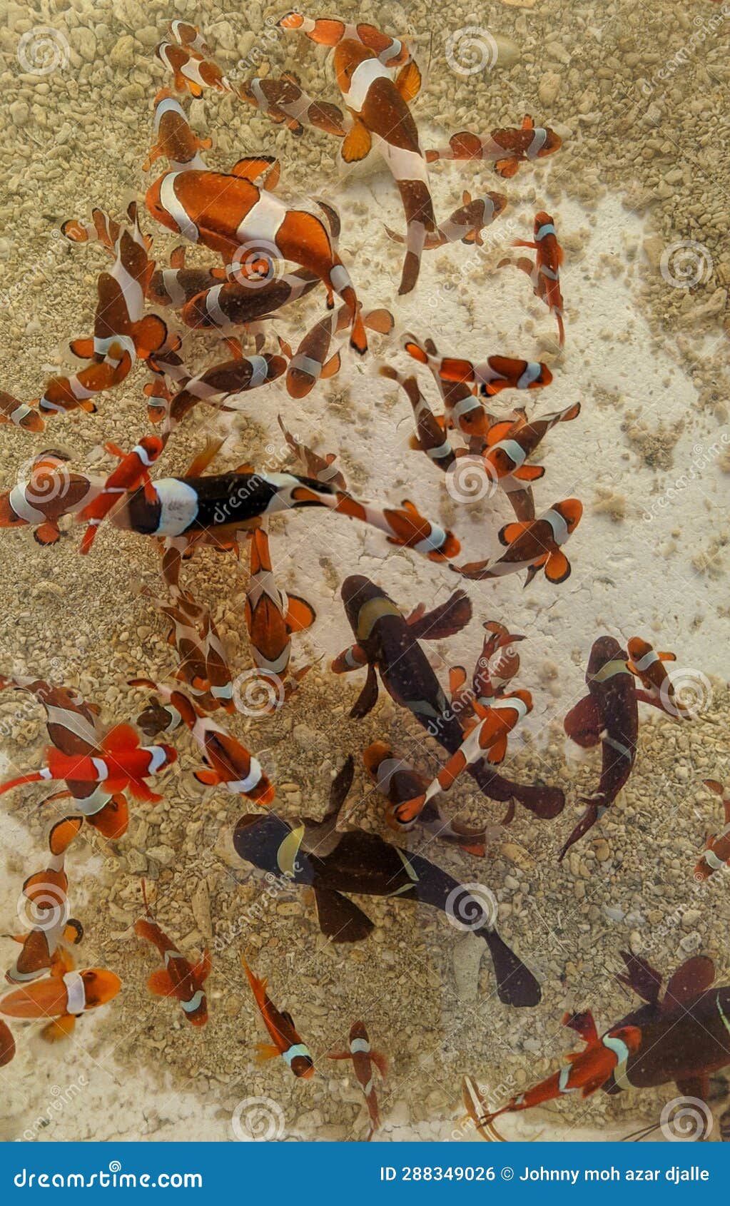 View of Beautiful Colored Nemo Fish in Aquarium Stock Photo - Image of ...