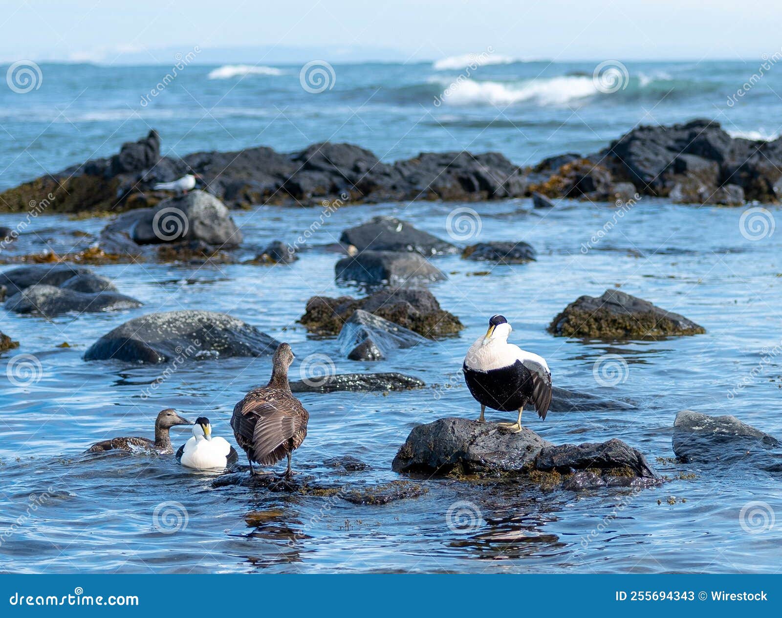 View of Beautiful Common Eider Ducks in a Water with Rocks Stock Image ...