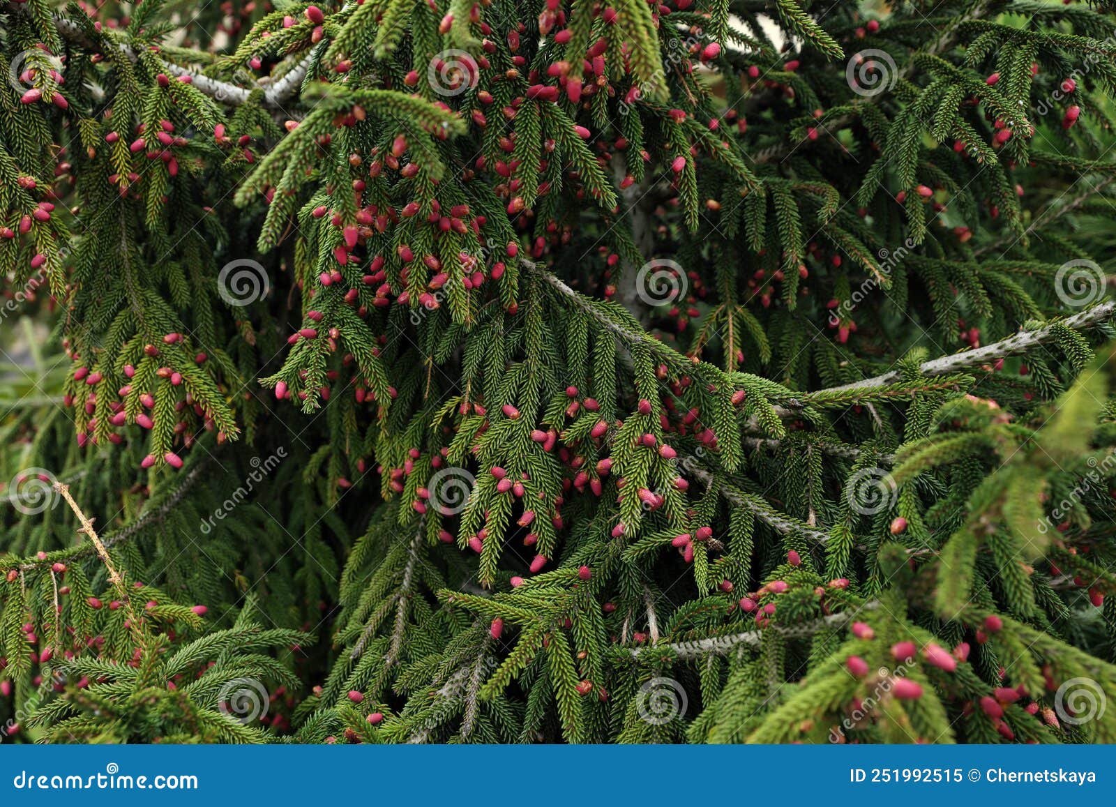 View of Beautiful Conifer Tree with Pink Cones Stock Image - Image of ...