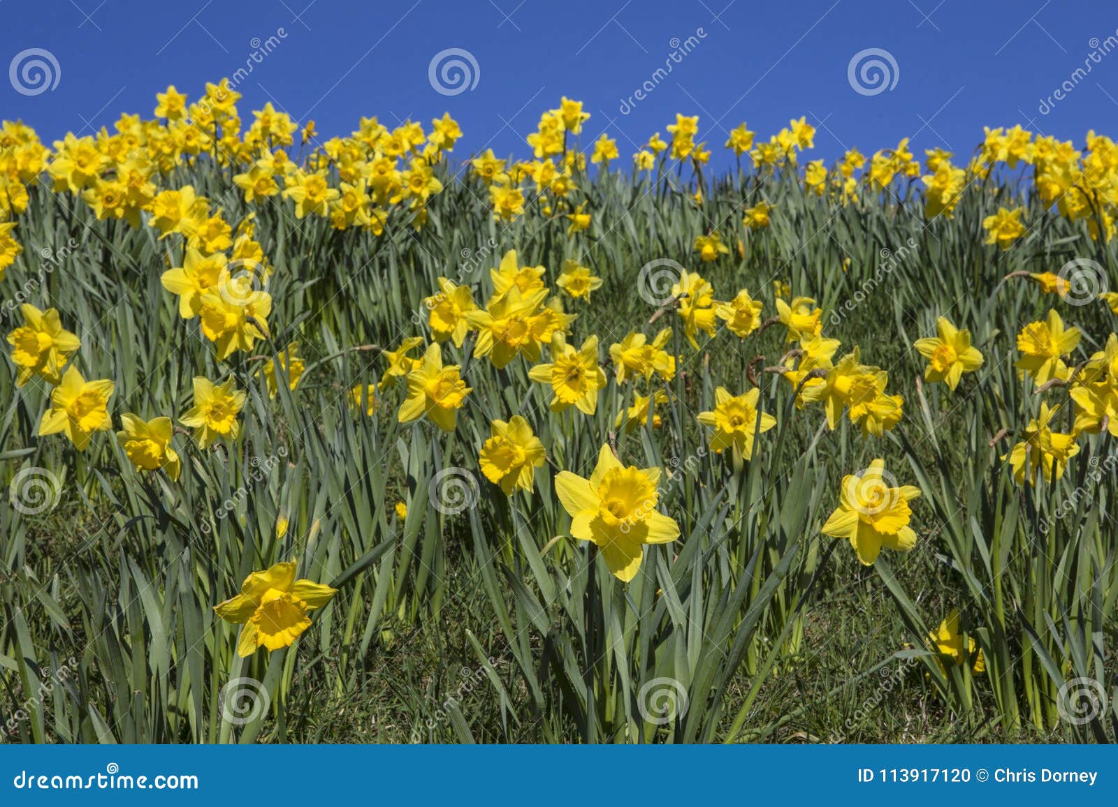 Daffodils in the Springtime Stock Photo - Image of cliffs, english ...
