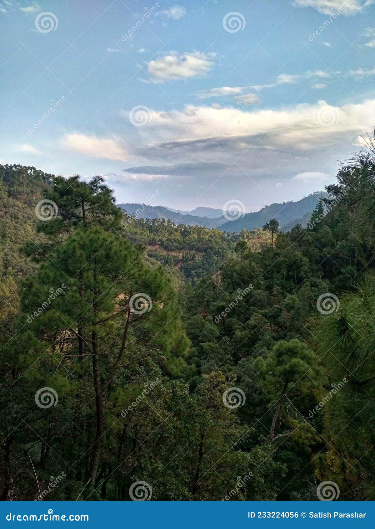 View of a Beautiful Deep Forest in Himalayan Valley Stock Photo - Image ...