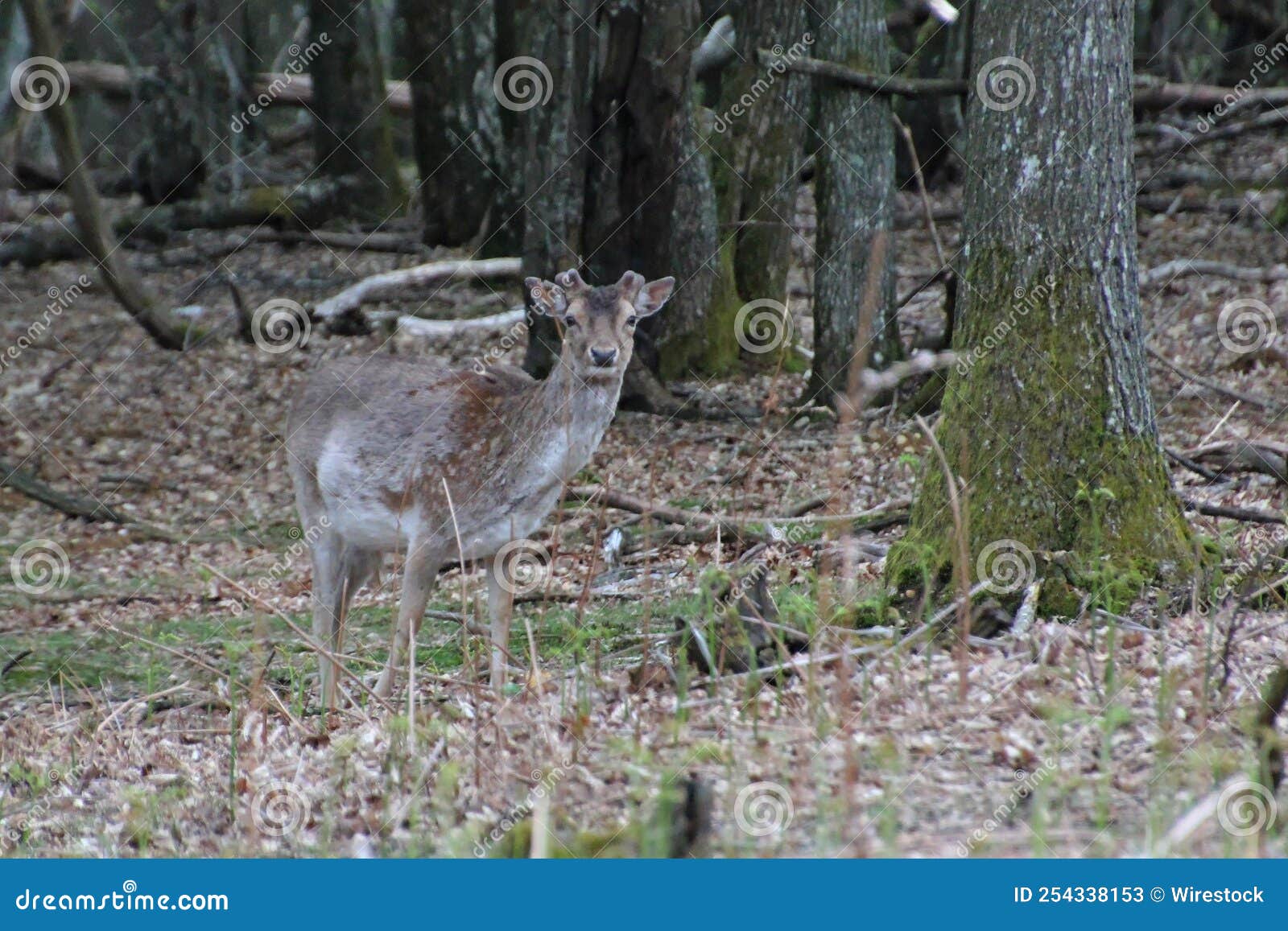 View of a Beautiful Deer Looking at the Camera in a Forest Stock Image ...