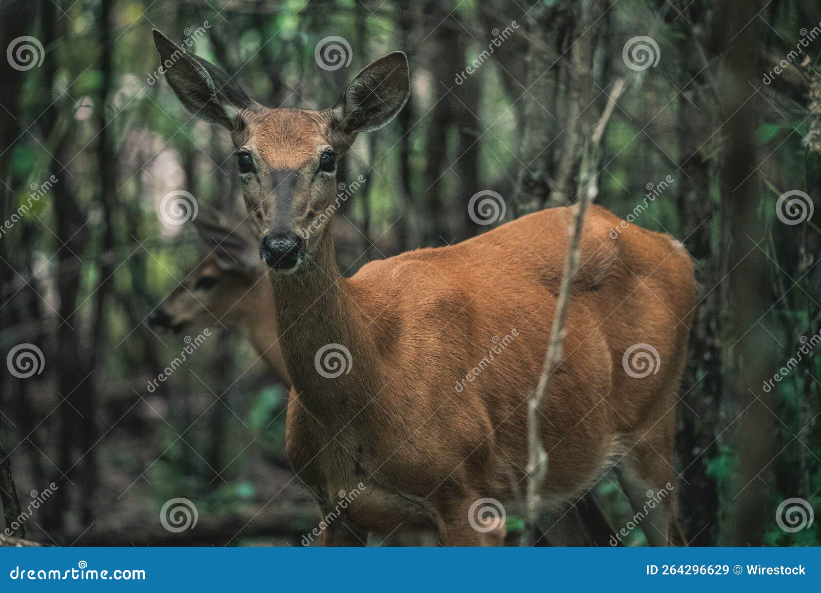 View of a Beautiful Deer Looking at the Camera through Tree Branches ...