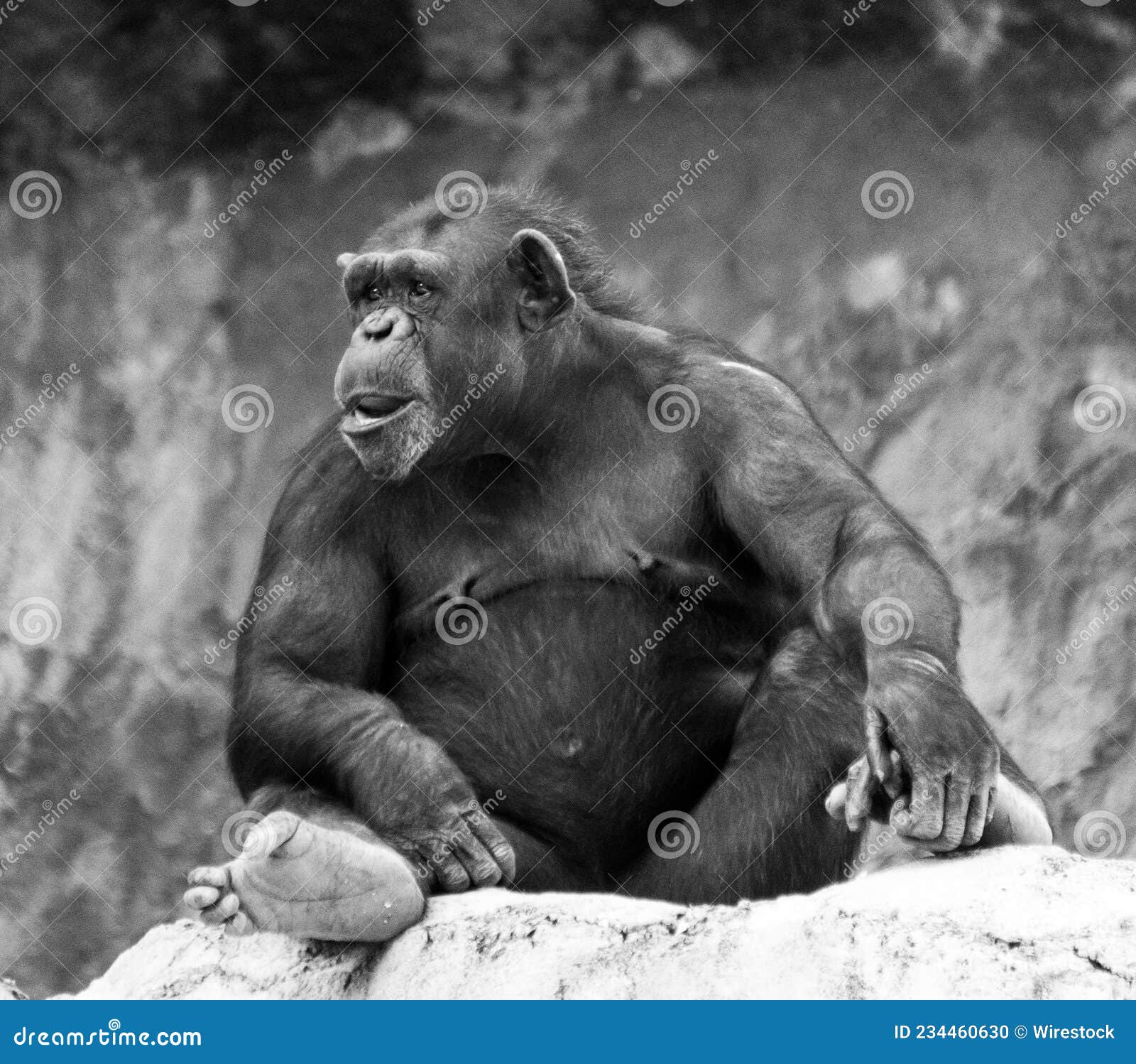 View of a Beautiful Gorilla in Its Habitat in Grayscale Stock Photo ...