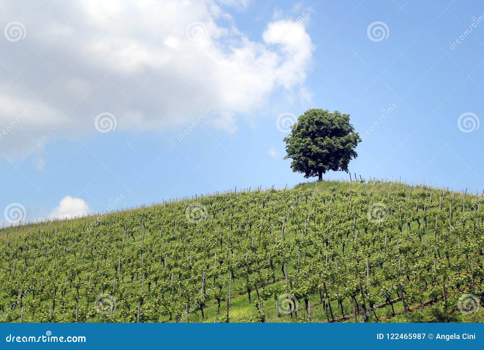 Beautiful Green Vineyard with a Tree Stock Image - Image of travel ...