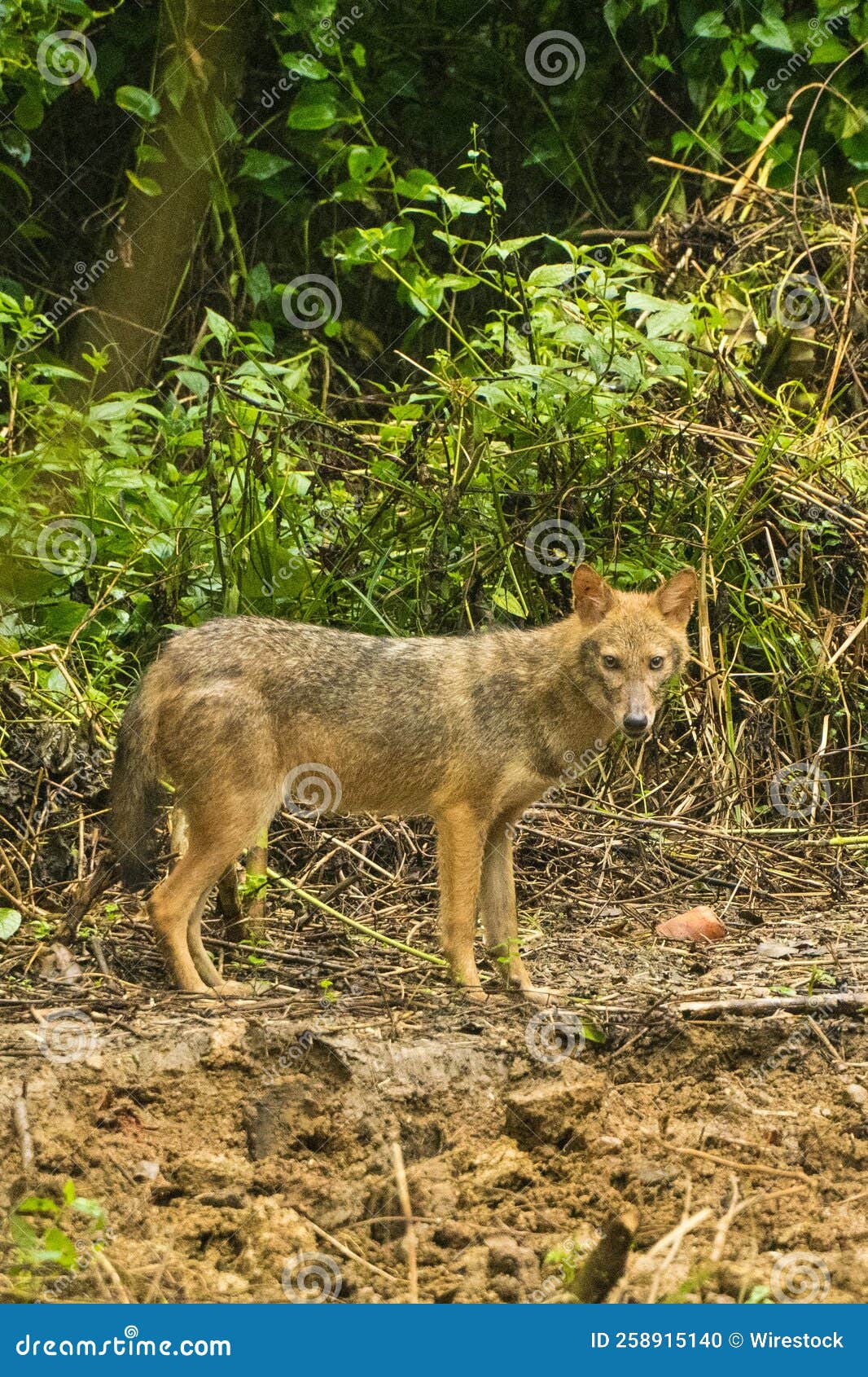 View of a Beautiful Jackal Walking in a Field with Dry Grass Stock ...
