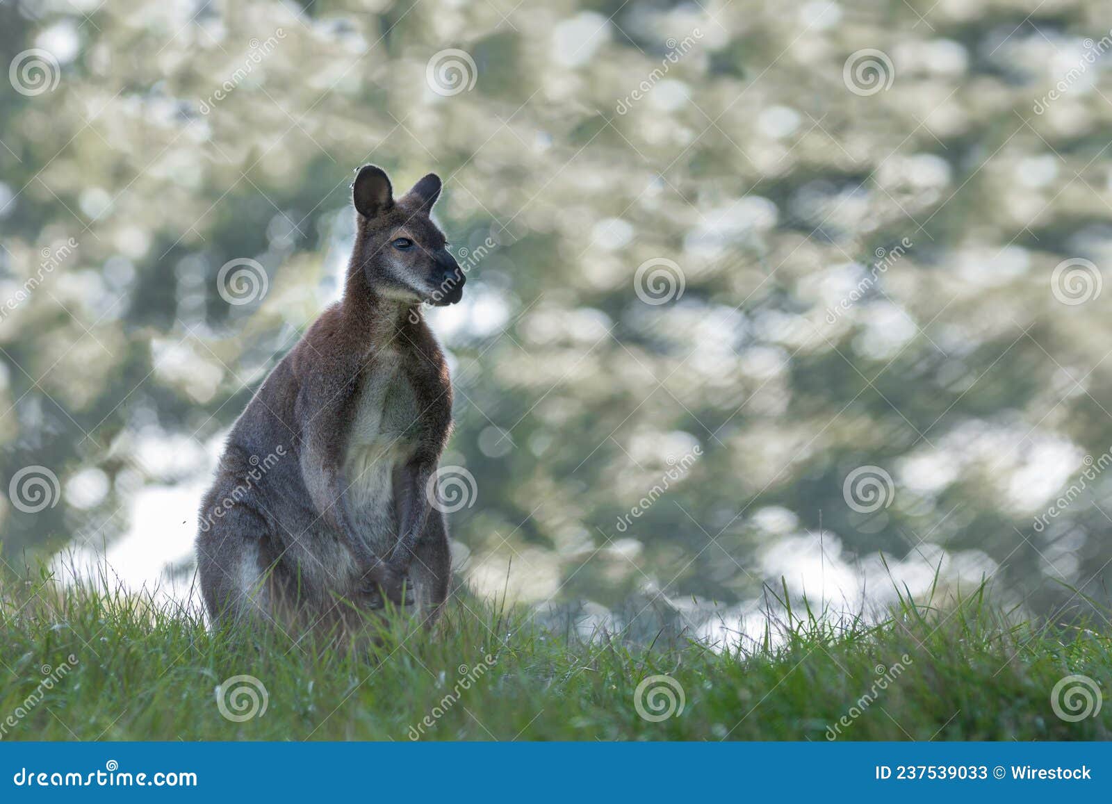 View of the Beautiful Kangaroo in Its Habitat Stock Image - Image of ...