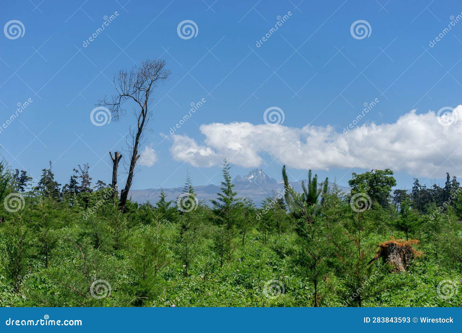 A View of Mt Kenya Surrounded by Lush Trees Stock Image - Image of lush ...