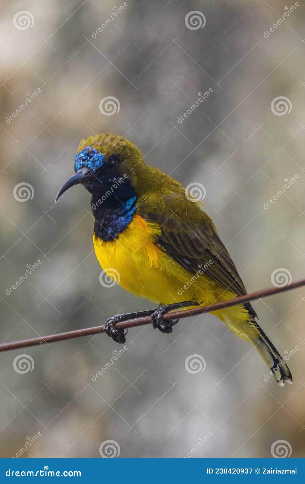 View of a Beautiful Olive Backed Sunbird in Nature Stock Image - Image ...