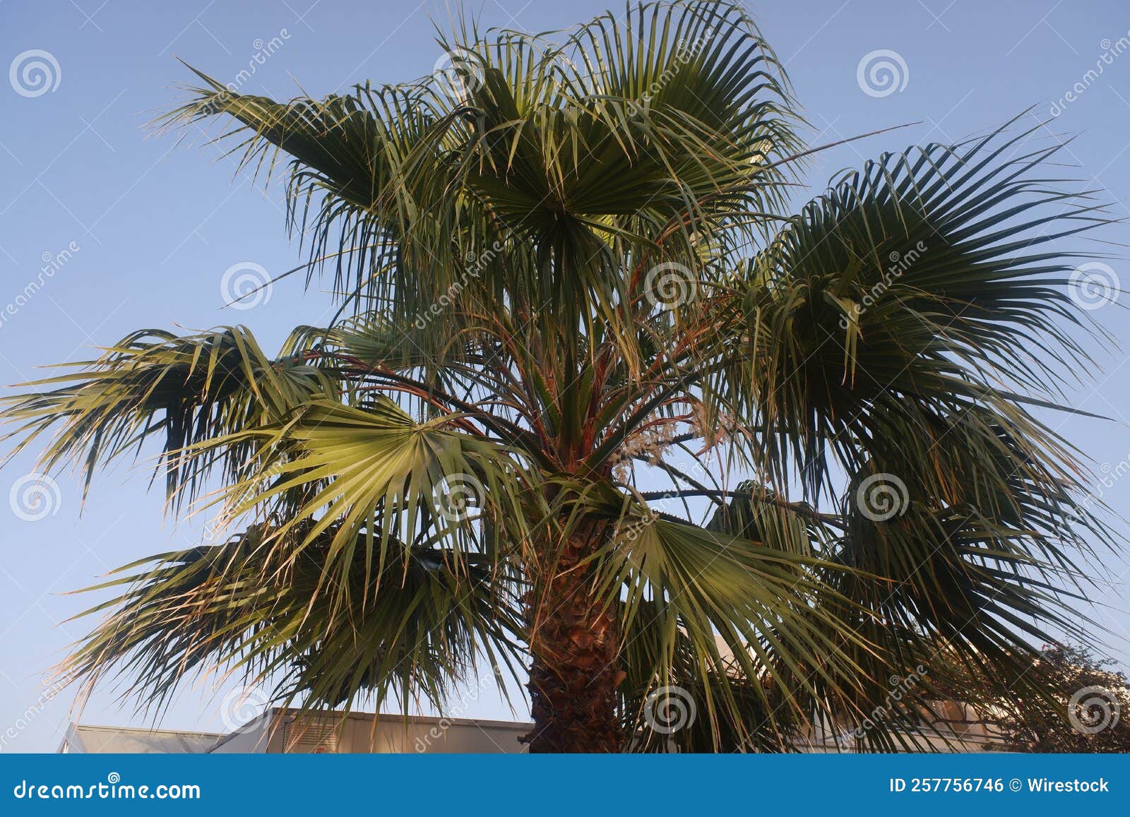 View of Beautiful Palm Tree Branches on a Blue Sky Background Stock ...