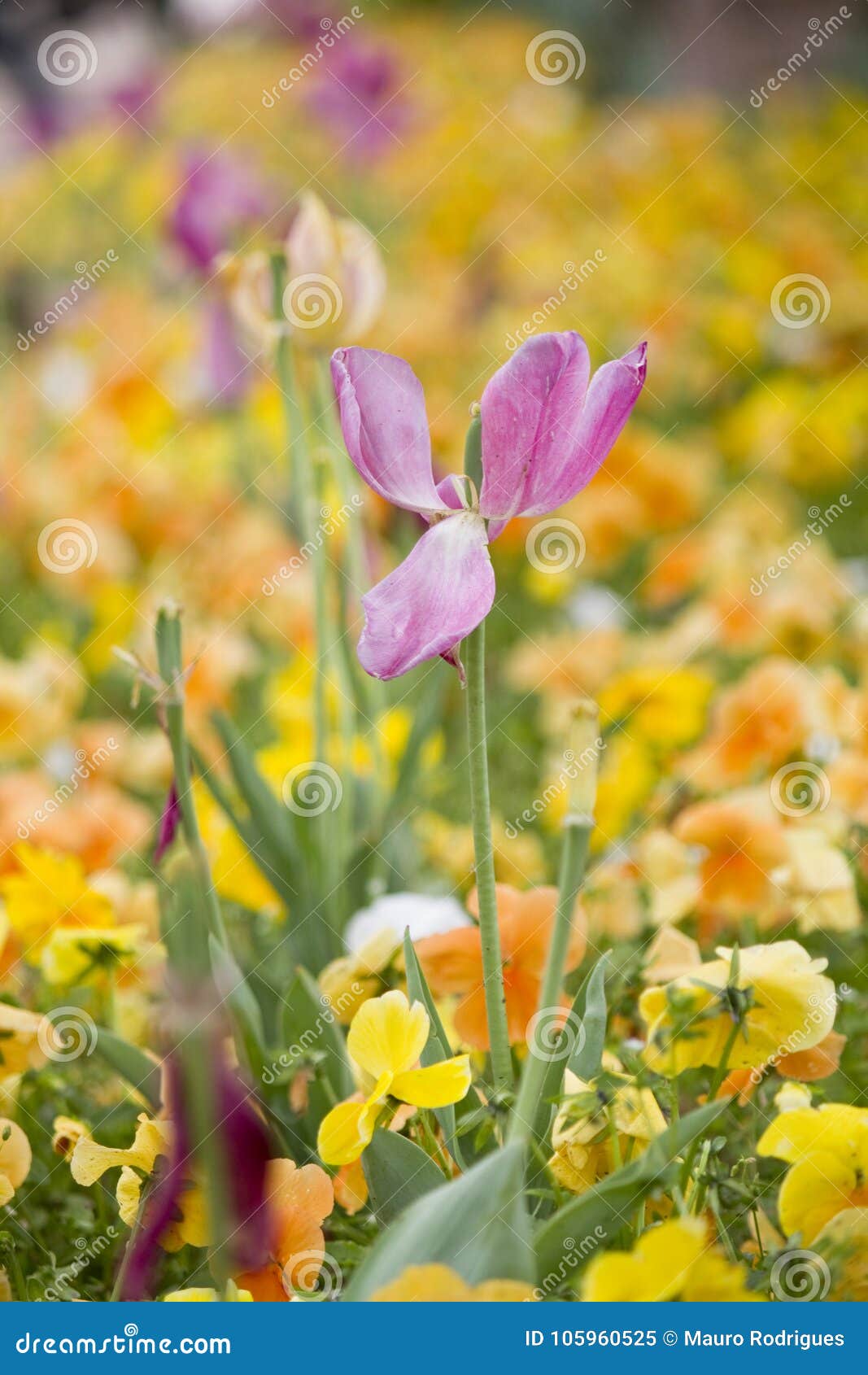 Beautiful patch of flowers stock image. Image of dense - 105960525