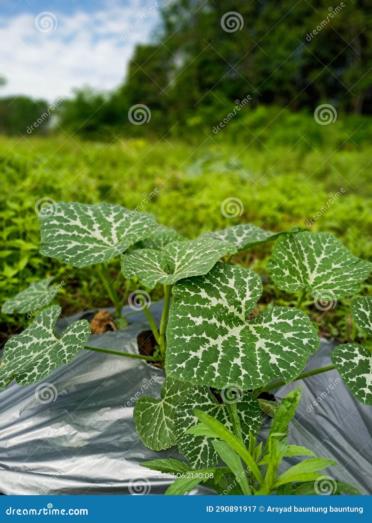 View of Beautiful Pumpkin Tree Plants? Stock Image - Image of view ...