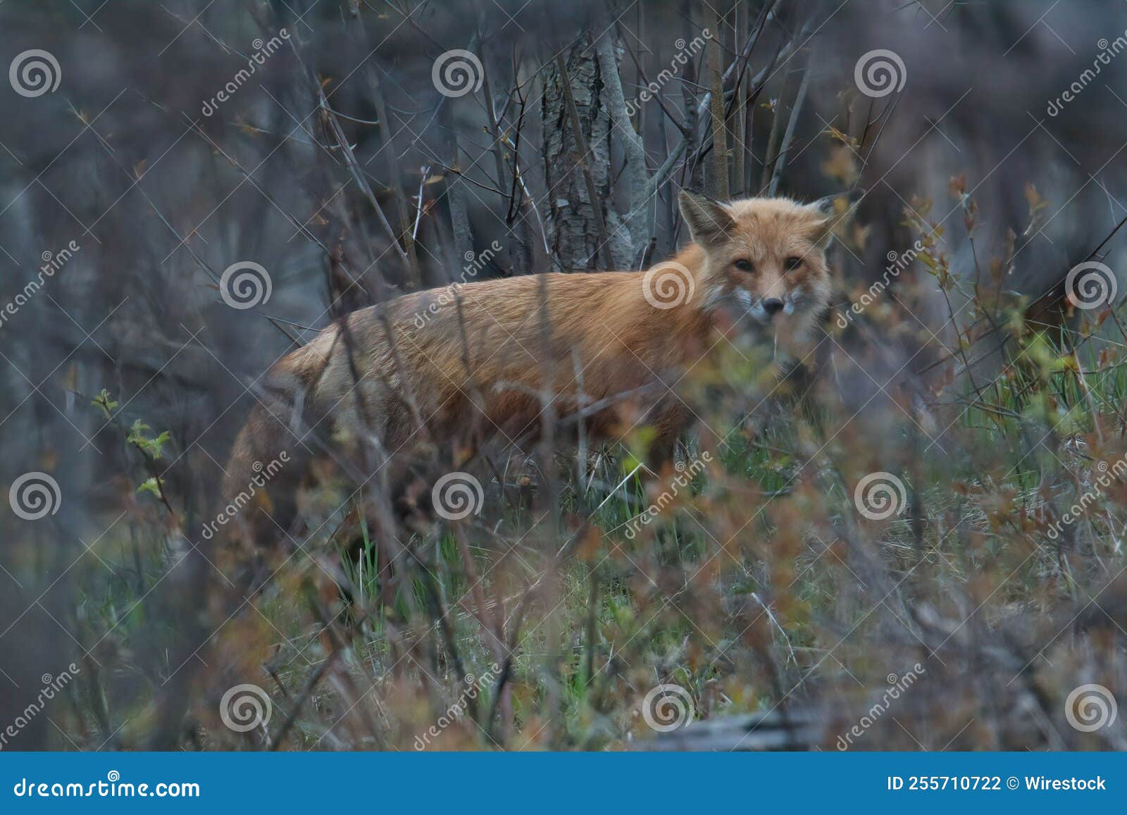 View of a Beautiful Red Fox Behind Branches in a Forest Stock Photo ...