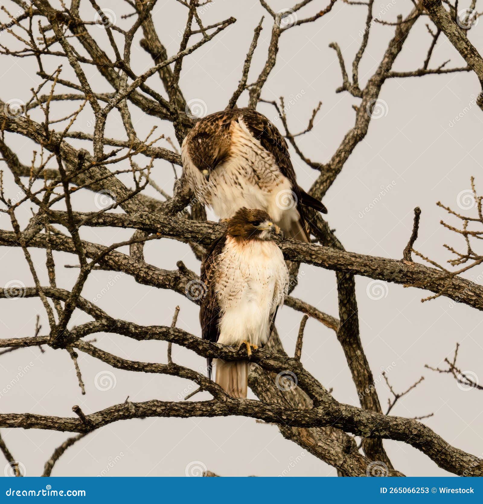 View of Beautiful Red-tailed Hawks on a Branch in a Forest Stock Image ...