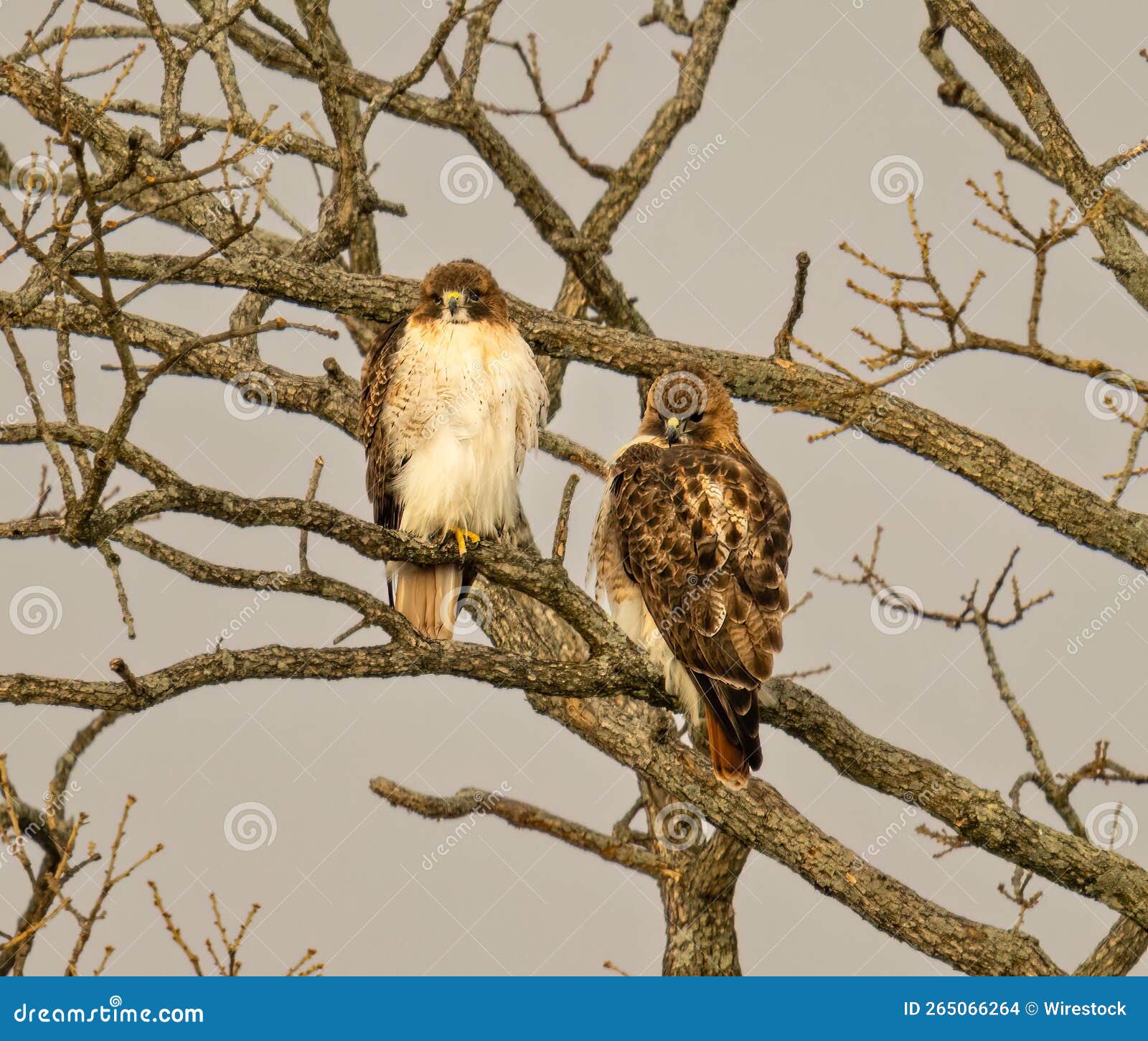 View of Beautiful Red-tailed Hawks on a Branch in a Forest Stock Photo ...