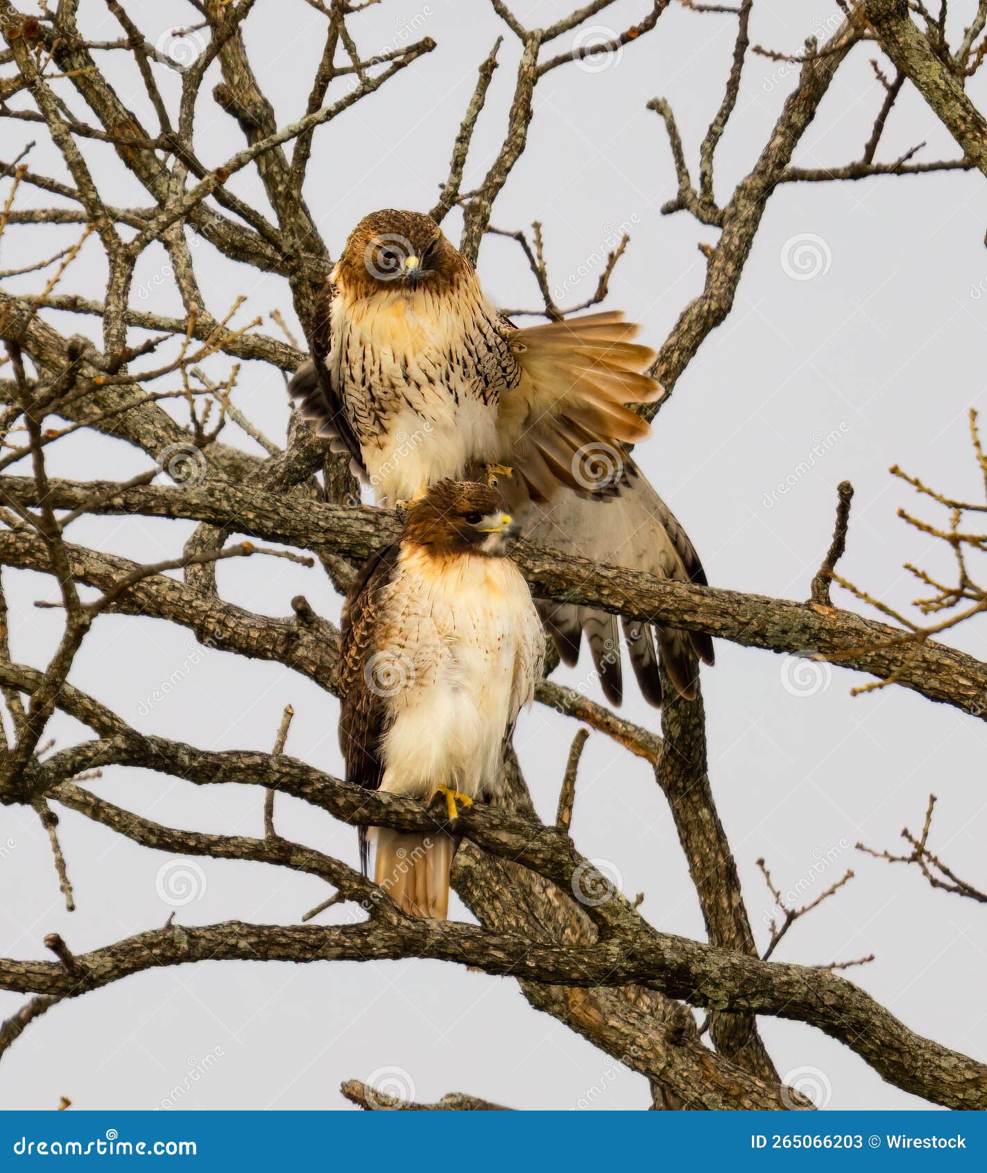 View of Beautiful Red-tailed Hawks Sitting on a Branch in a Forest ...