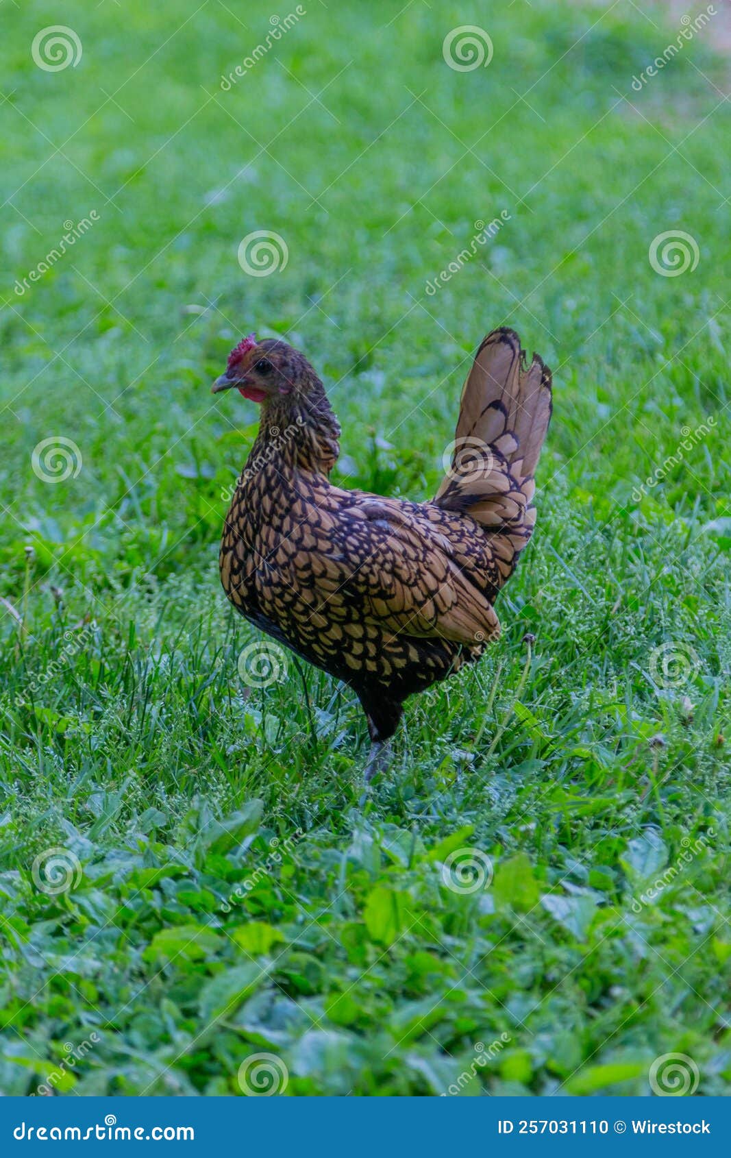 View of a Beautiful Sebright Chicken on Fresh Grass in a Field Stock ...