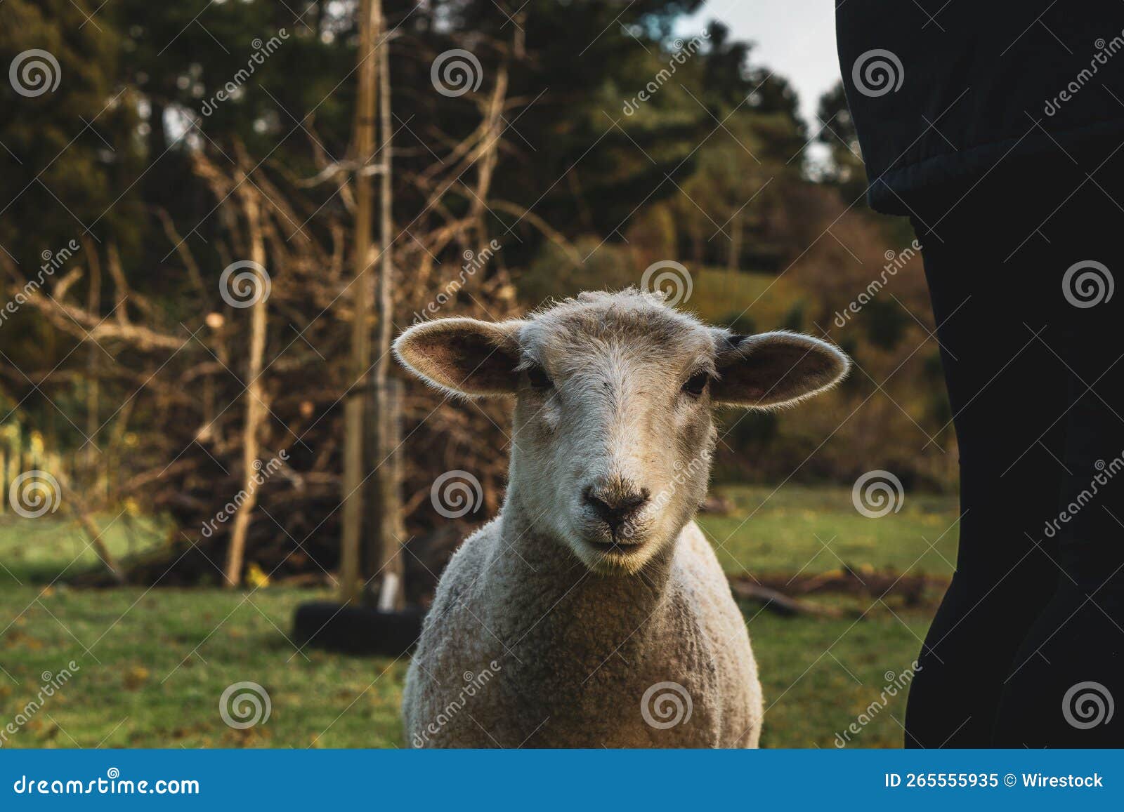 View of a Beautiful Sheep in a Field Looking at the Camera Stock Image ...