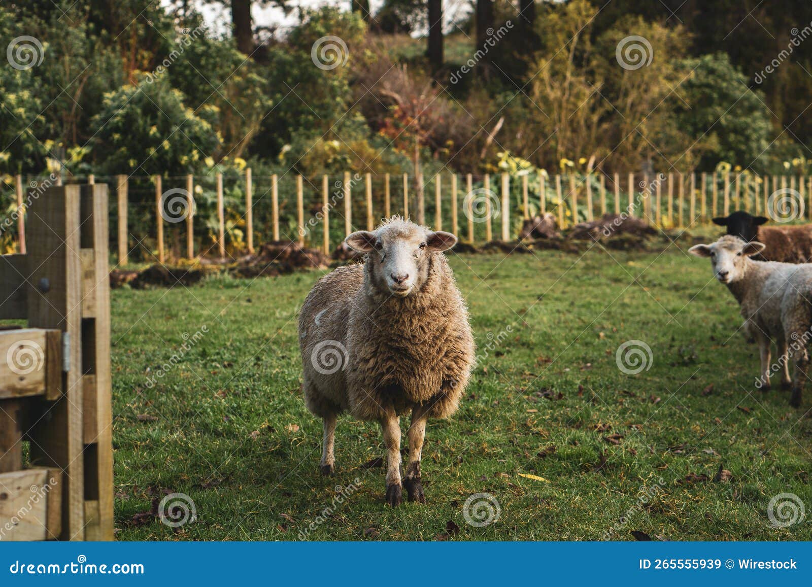 View of a Beautiful Sheep in a Field Looking at the Camera Stock Image ...