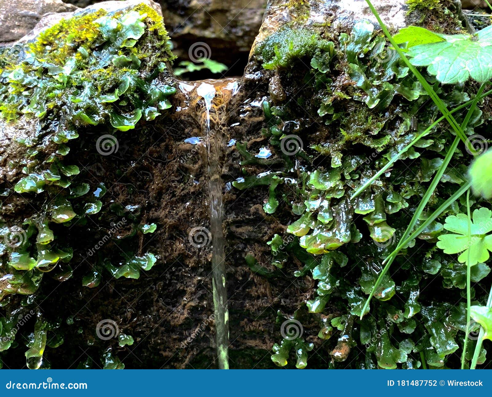 View of a Beautiful Small Water Source in the Macro Shoot in the Forest ...
