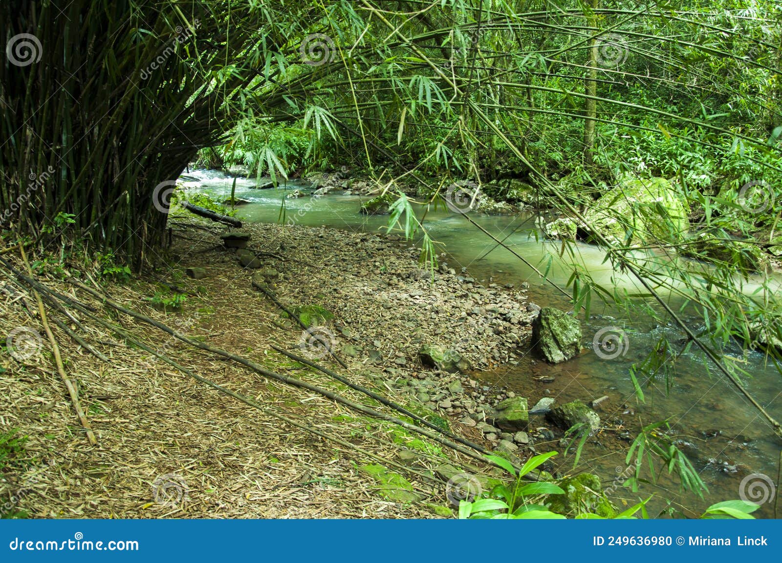 View of a Beautiful Stream Passing through the Forest Stock Photo ...