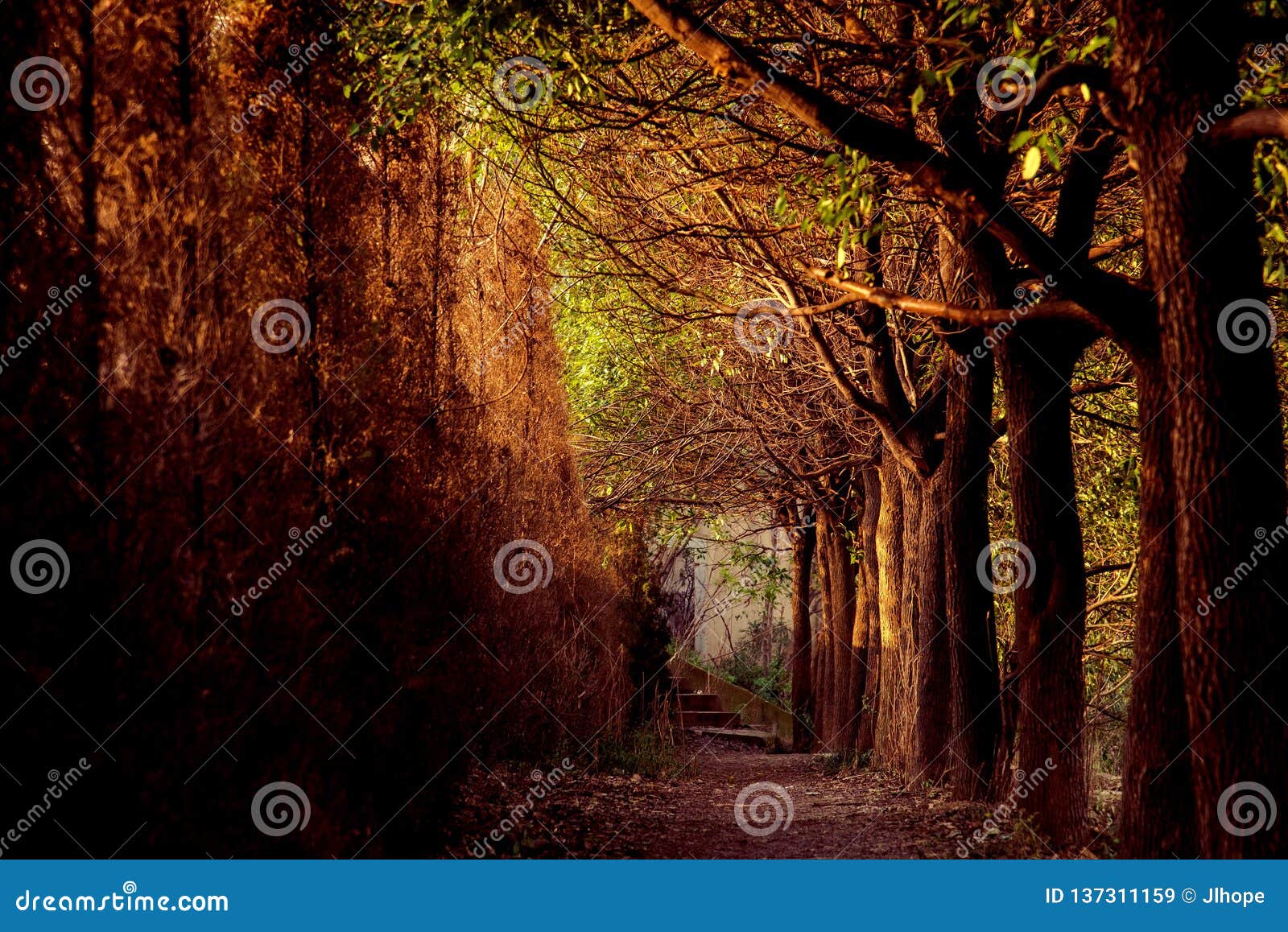 A View of Beautiful Sunset Forests Stock Image - Image of trees, garden ...