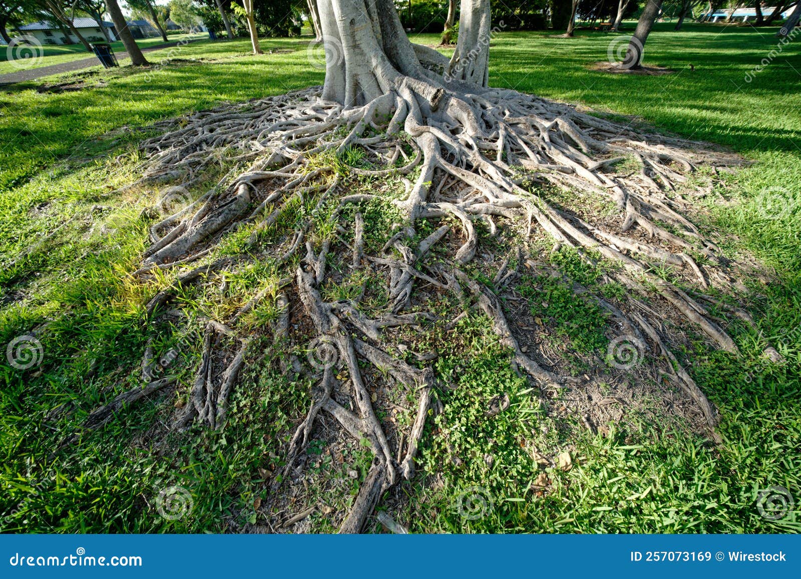 View of Beautiful Tree Roots in a Field with Fresh Grass Stock Image ...