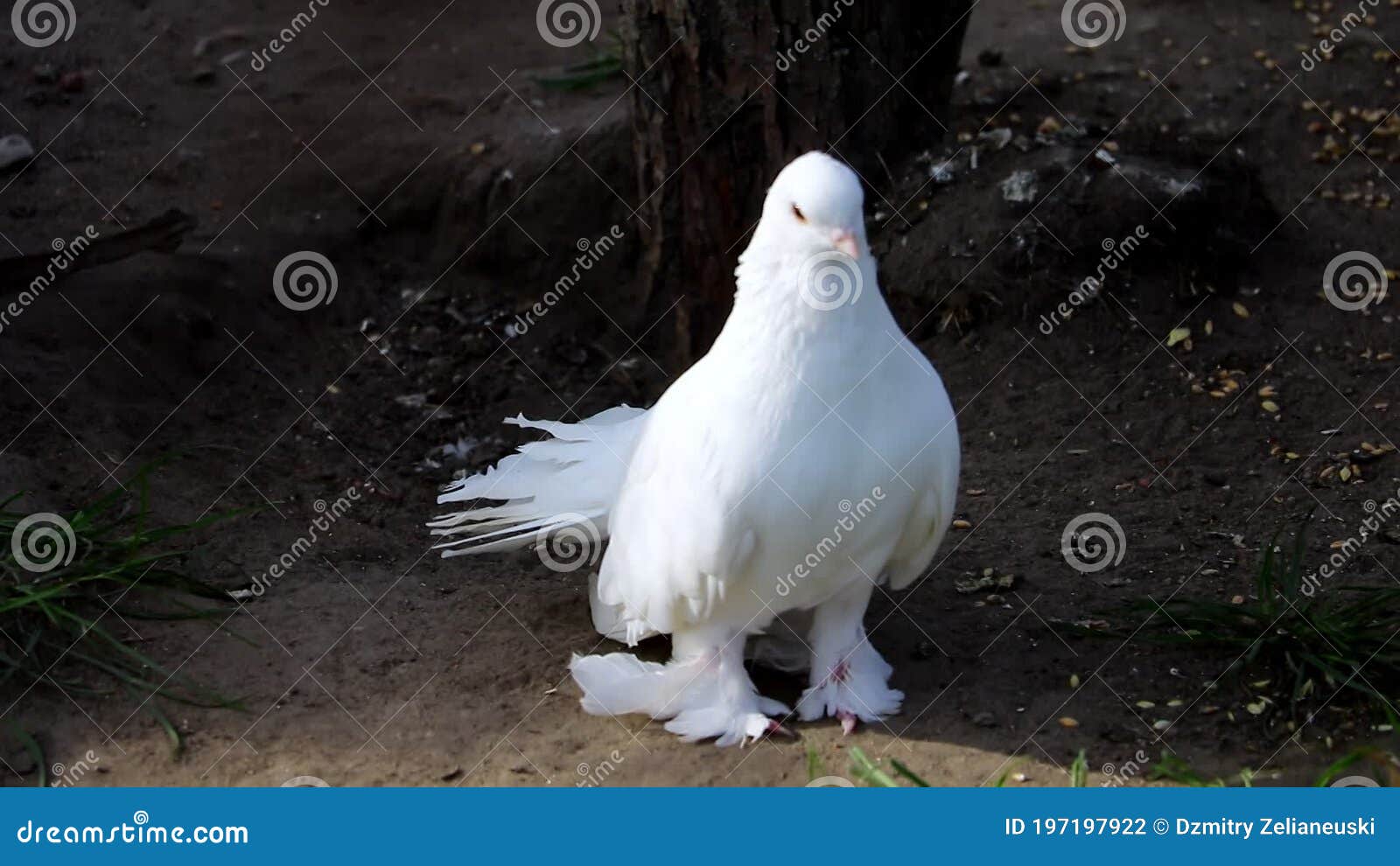 View of a Beautiful White Dove. Stands on the Ground Stock Footage ...