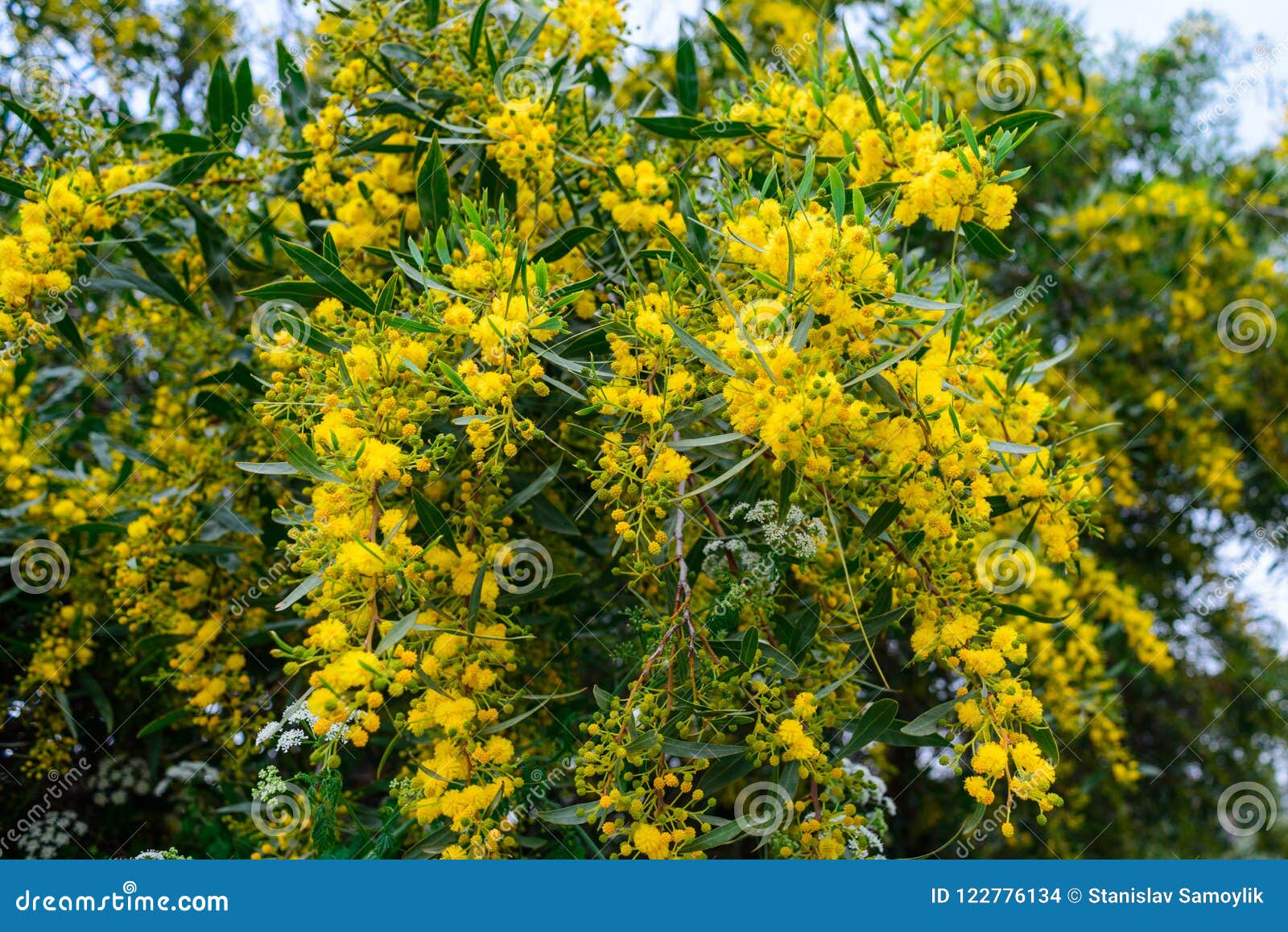 View of Beautiful Yellow Acacia Trees on the Nature. Stock Photo ...