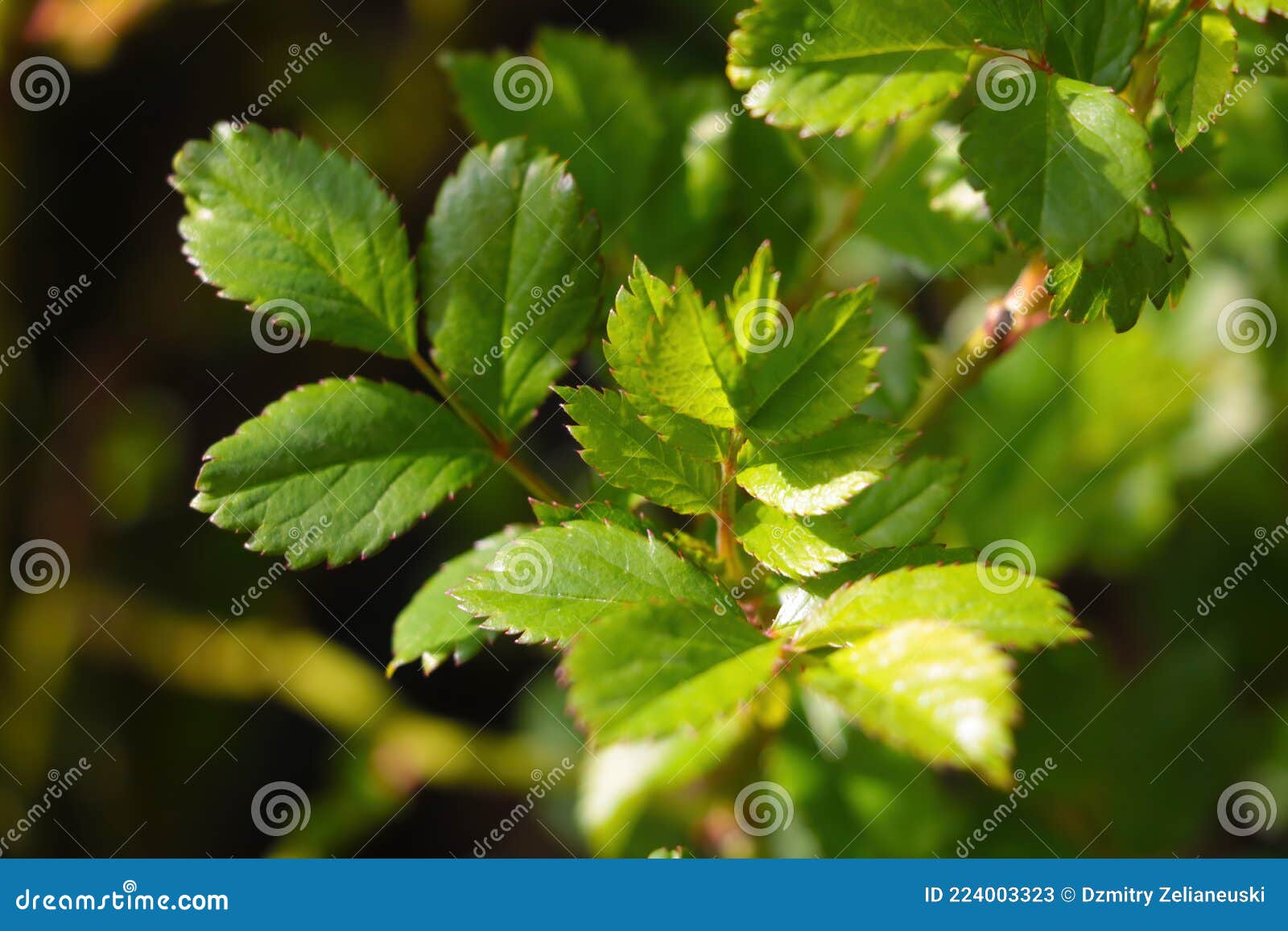 A View of the Beautiful Young Green Tree Branch in the Garden Stock ...