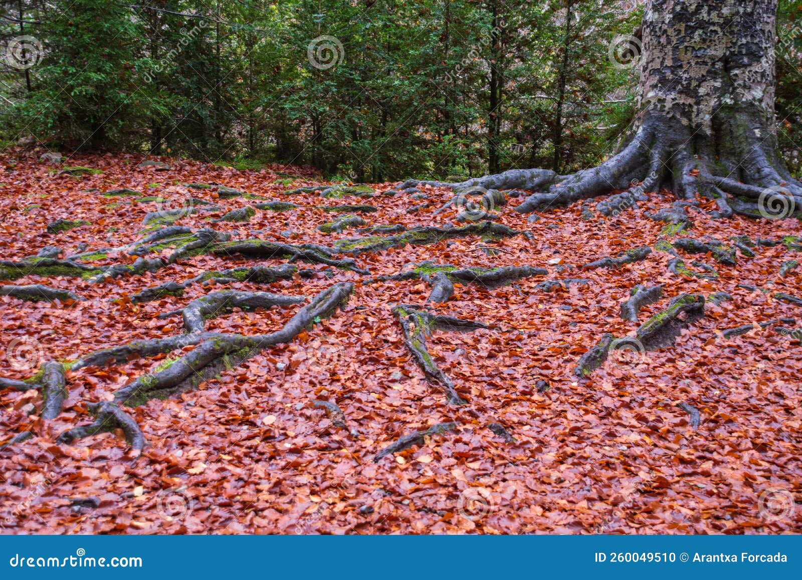 View of Beech Tree with Roots with Reddish Autumn Leaves and Green ...