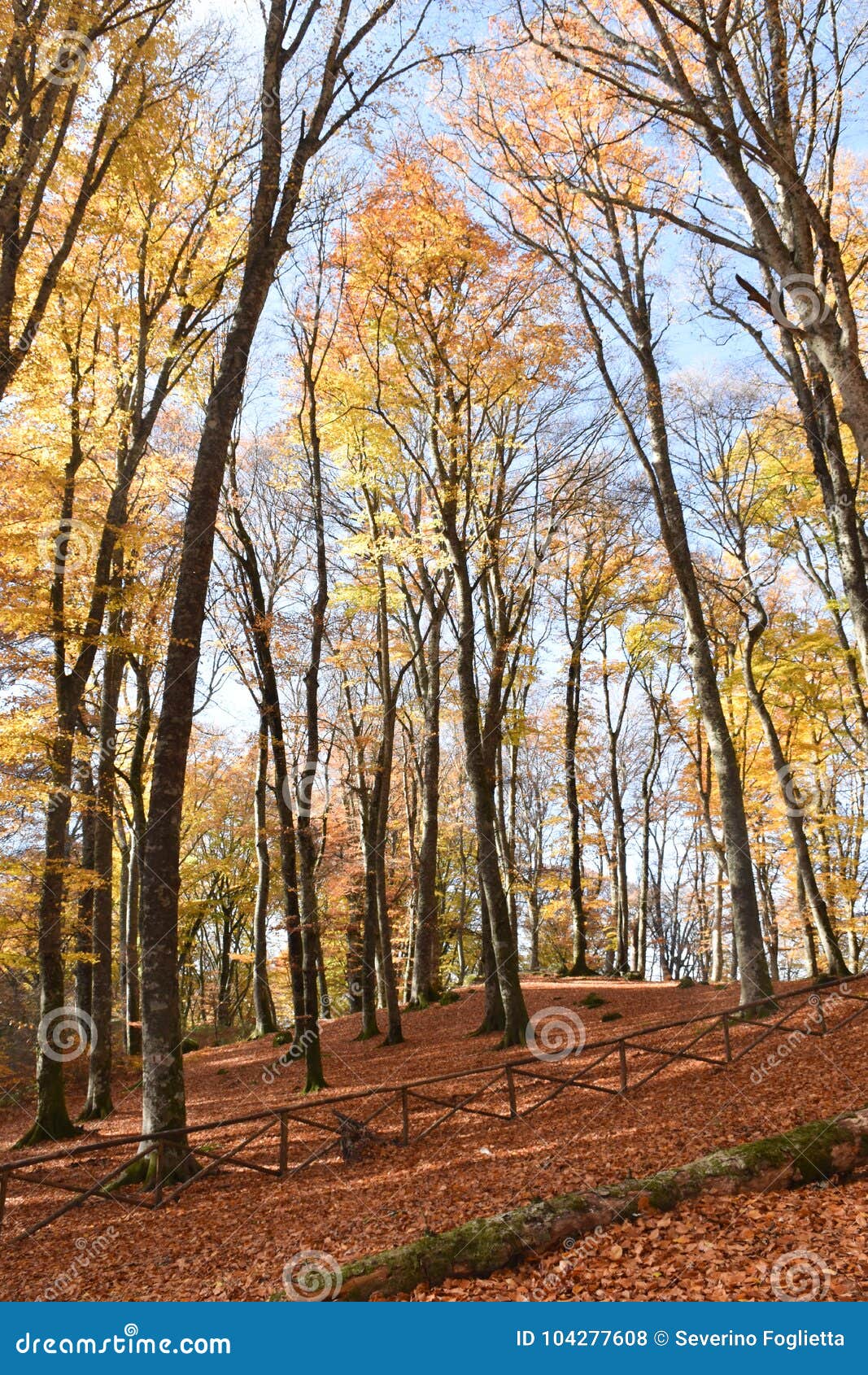 View of Beech Trees in the Park Stock Photo - Image of scenic, blue ...