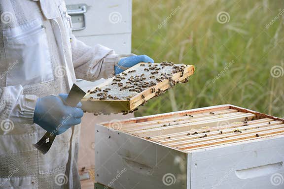 View on a Beekeeper with His Beehive Stock Image - Image of artisan, beekeeper: 251505627
