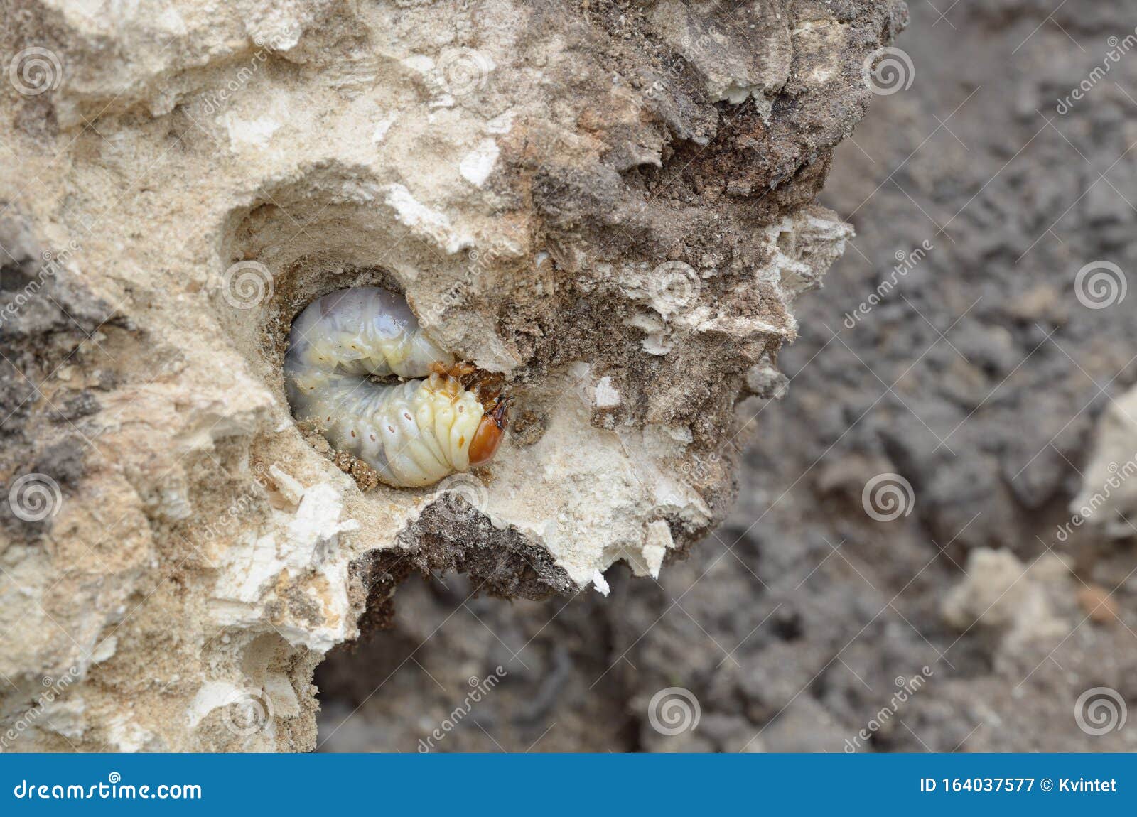 View of Beetle Larva in Old Tree Root. Stock Image - Image of ...