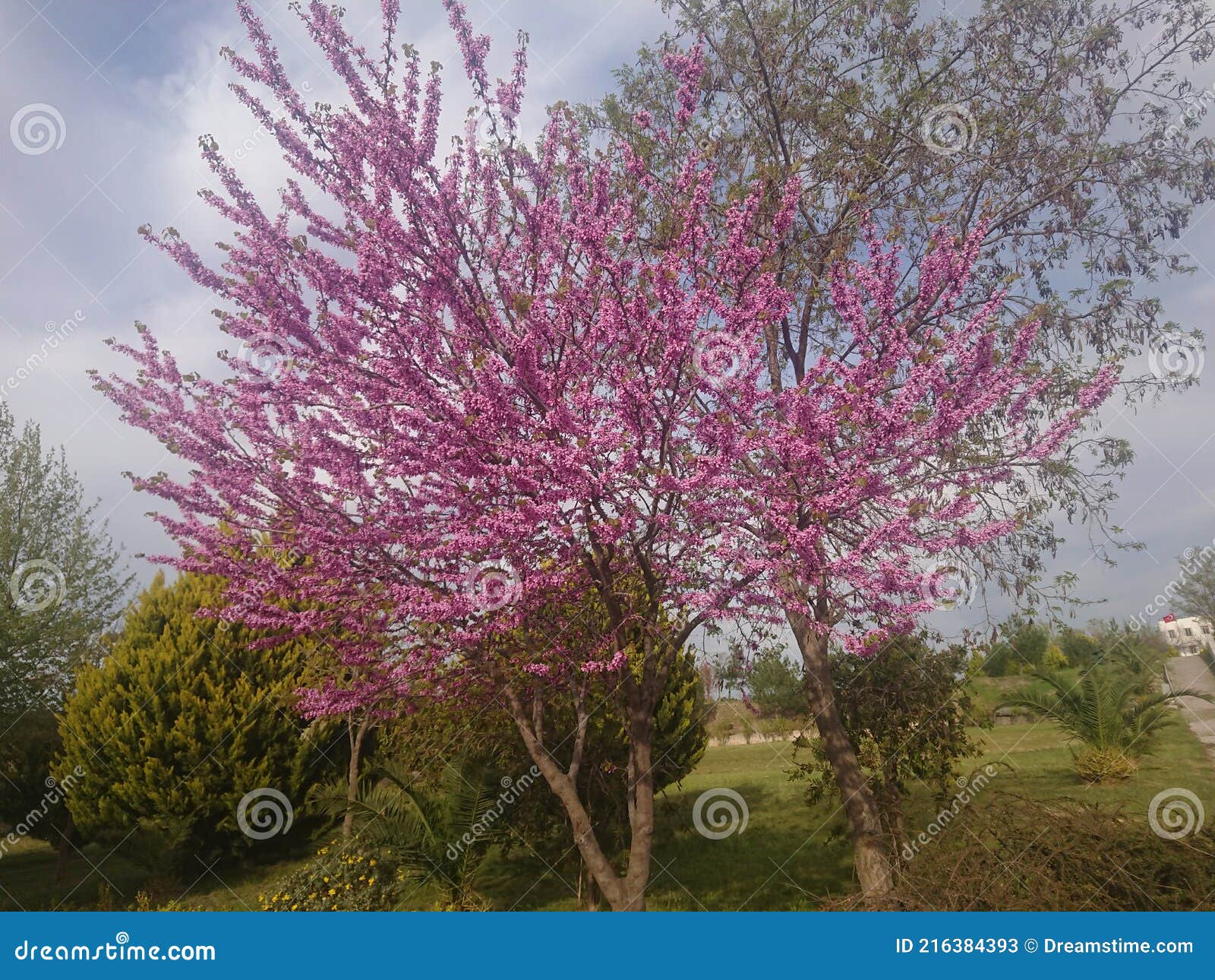 A View of the Beginning of the Spring Stock Image - Image of beginning ...