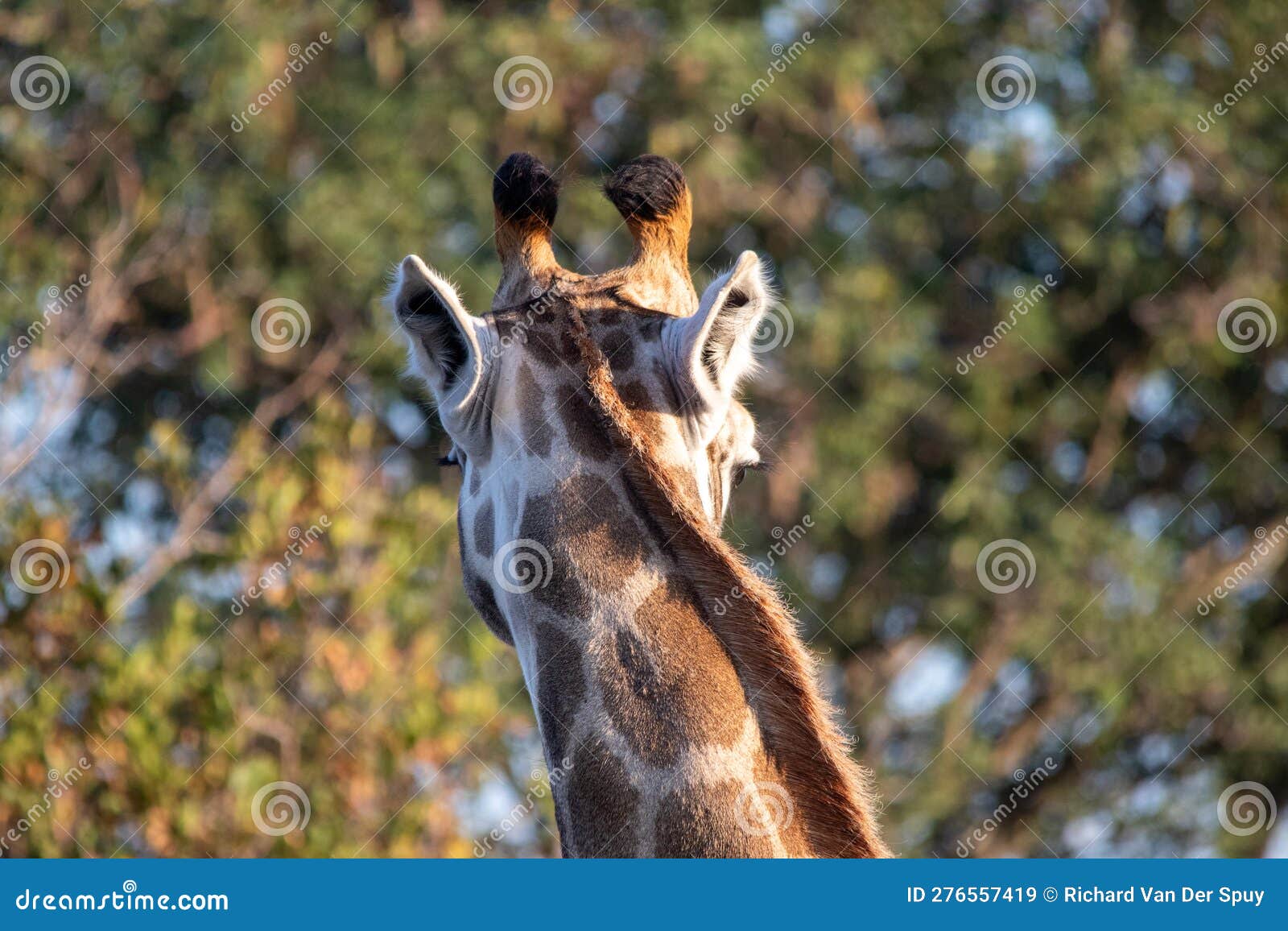 View from Behind the Head of a Giraffe Stock Image - Image of fauna ...