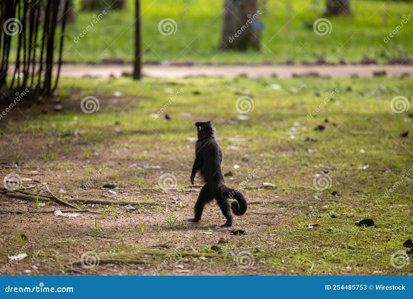View from Behind of a Lutung Monkey Walking in the Grass Stock Image ...