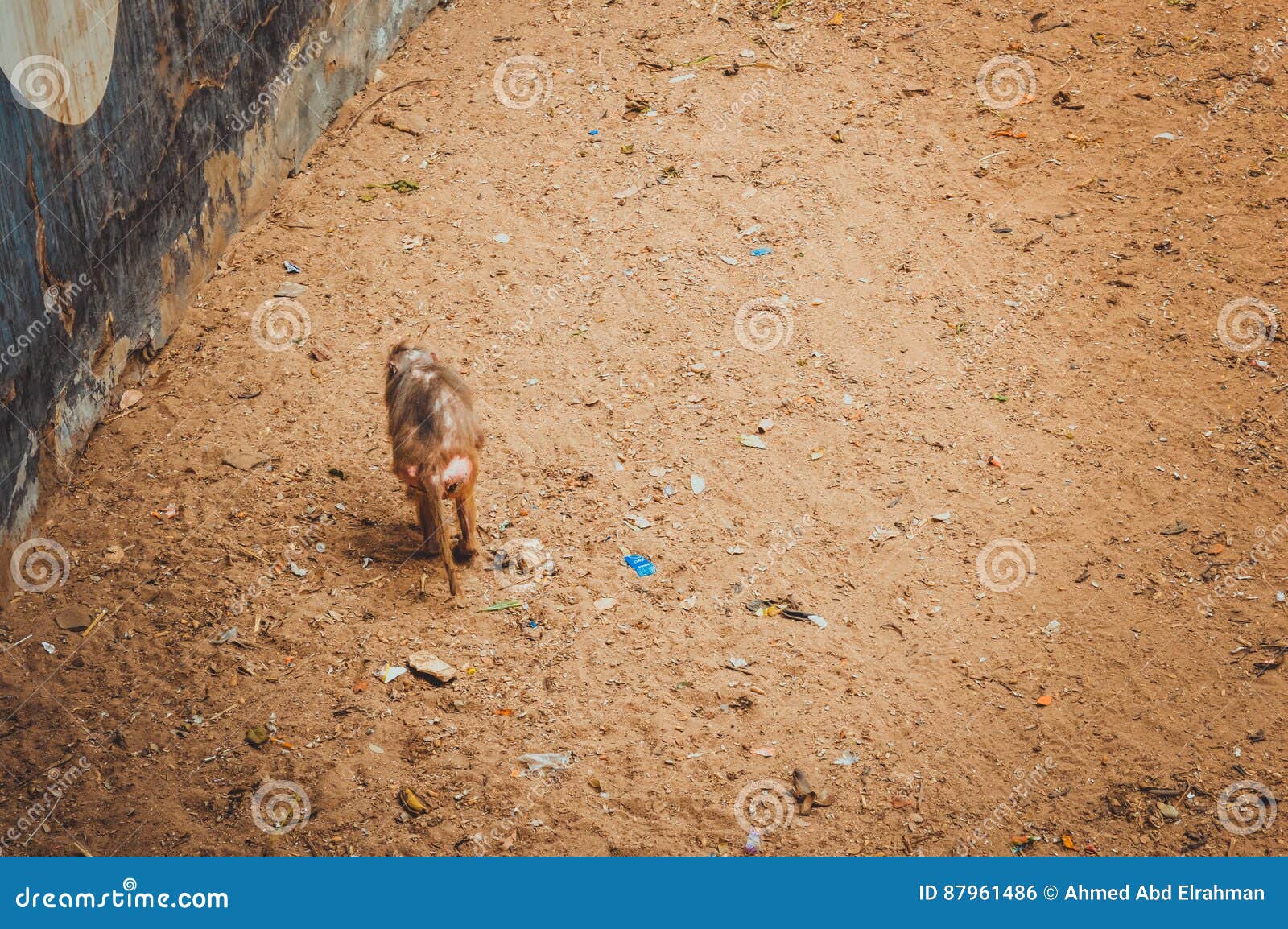 Monkey Walking Playing Sitting Relaxed In Swayambhunath Pagoda Or ...
