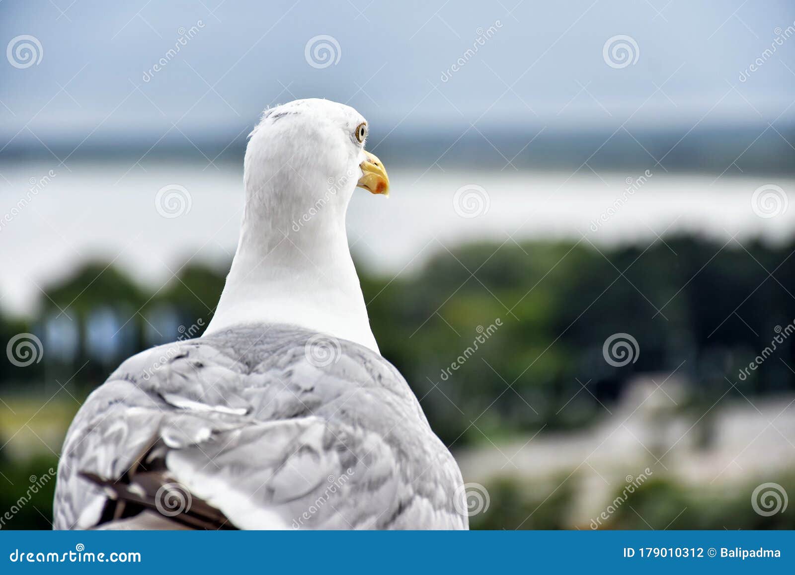 Seagull Overlooking the Landscape Stock Photo - Image of overlooking ...