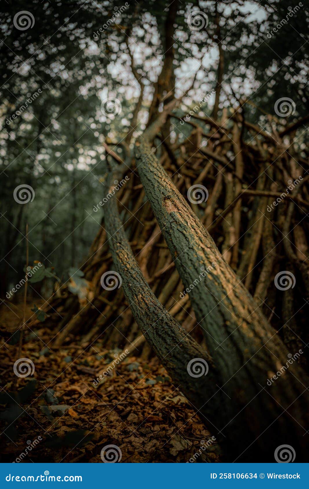 View Behind a Trunk of a Stack of Broken Branches Next To Trees in a ...