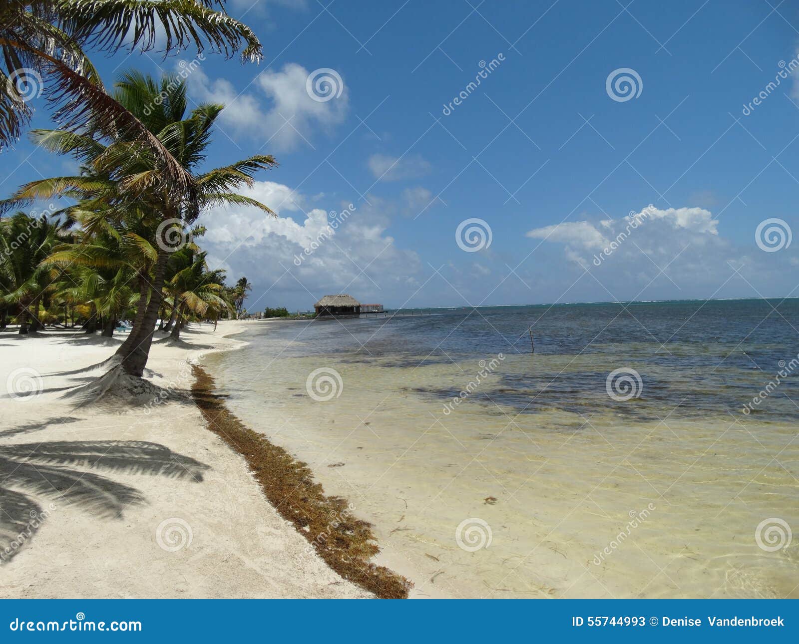 View of Belizean Beach stock image. Image of view, belizean - 55744993