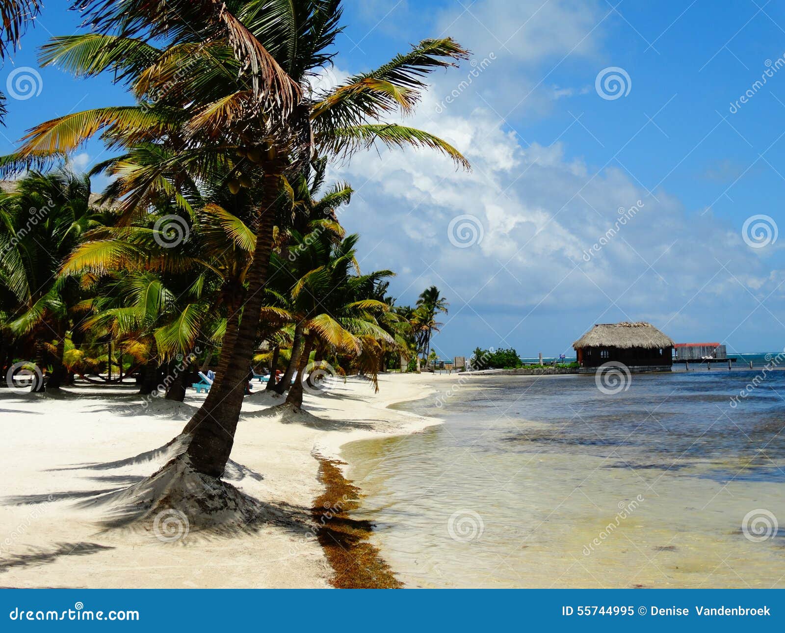 View of Belizean Beach stock image. Image of windswept - 55744995