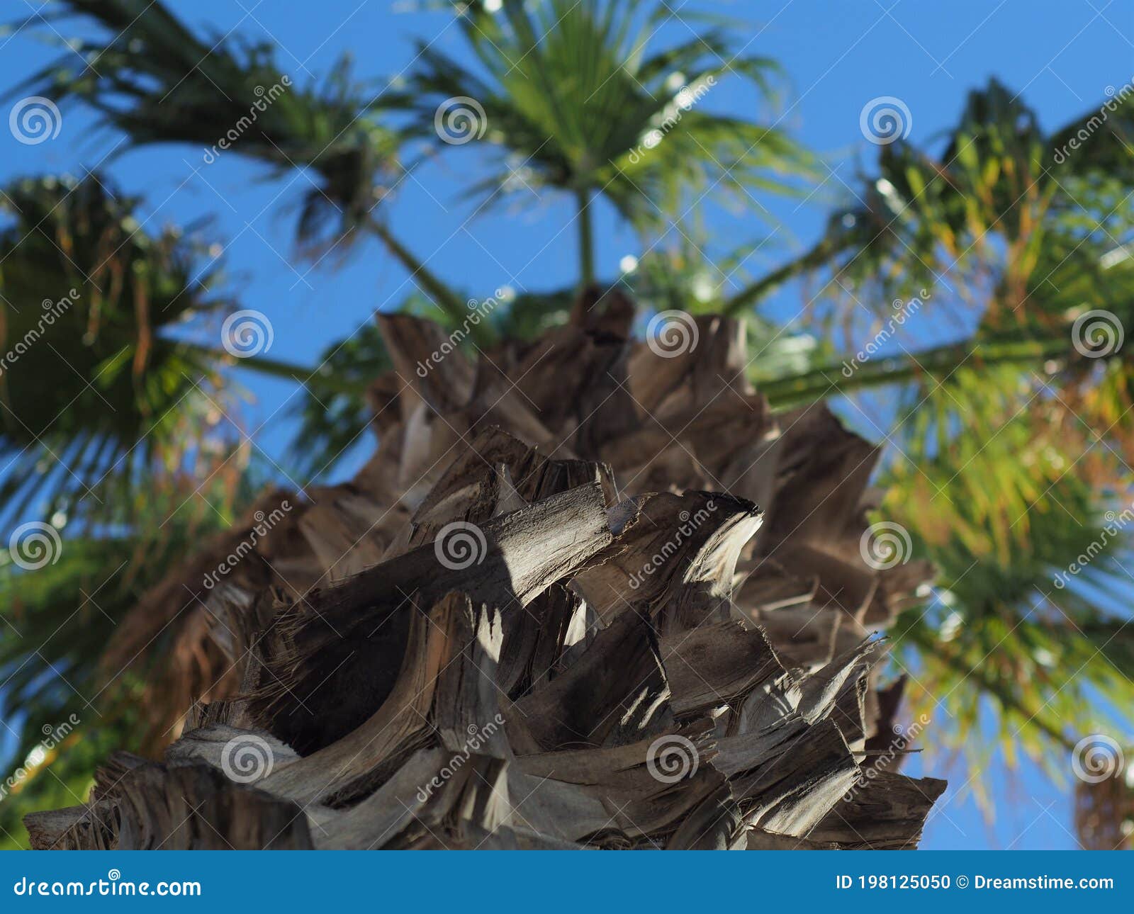 View from Below Along the Trunk of Palm Tree Stock Photo - Image of ...