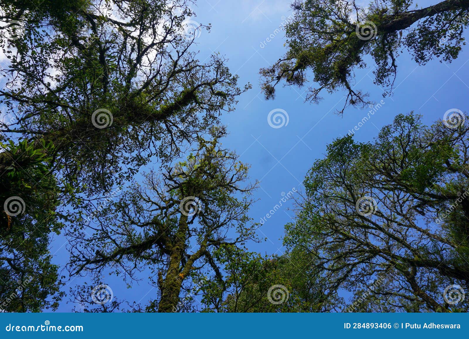 View from Below. Big Tree with Clear Sky Background Stock Photo - Image ...